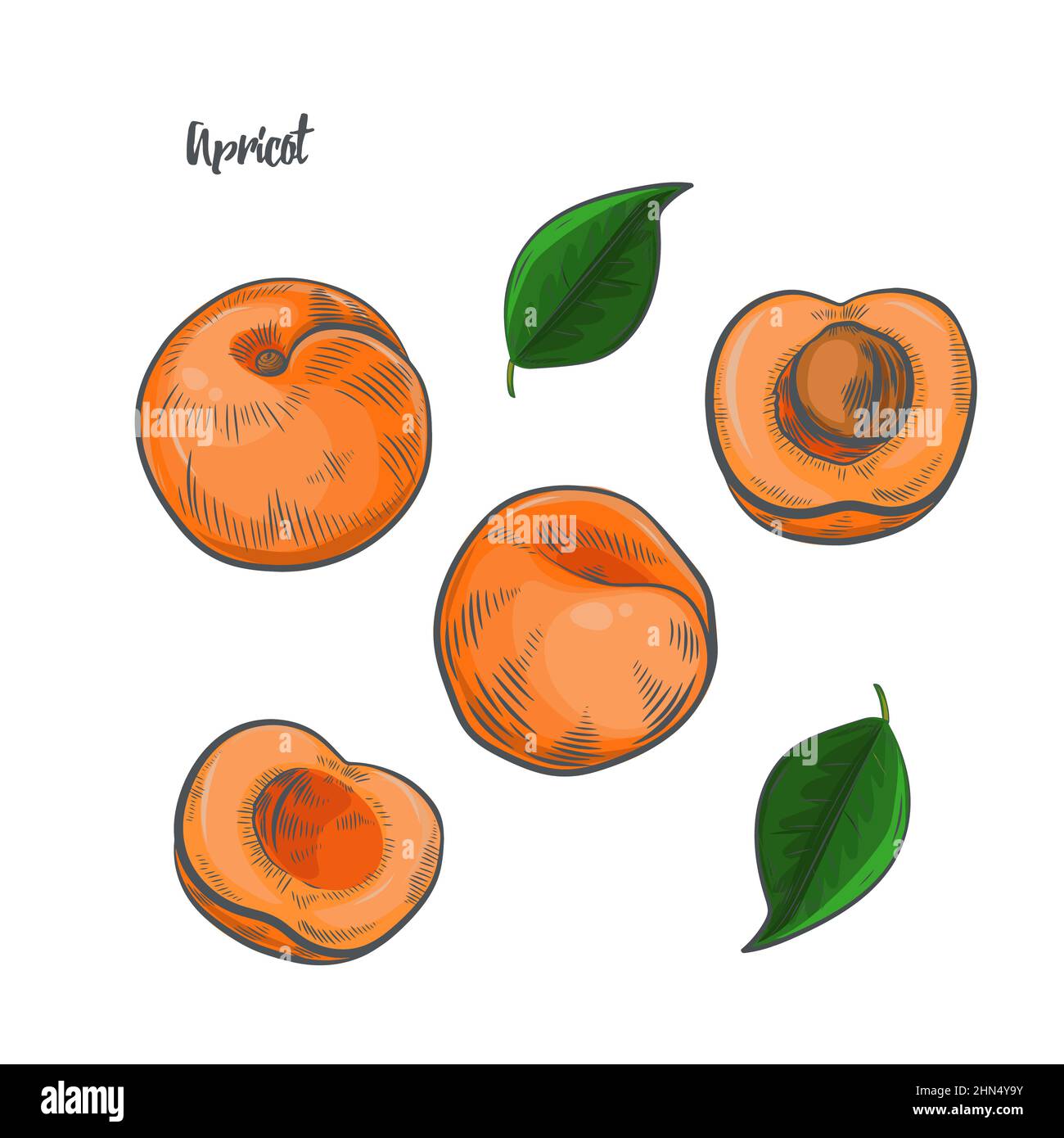 Organic apricot kernel Stock Vector Images - Alamy