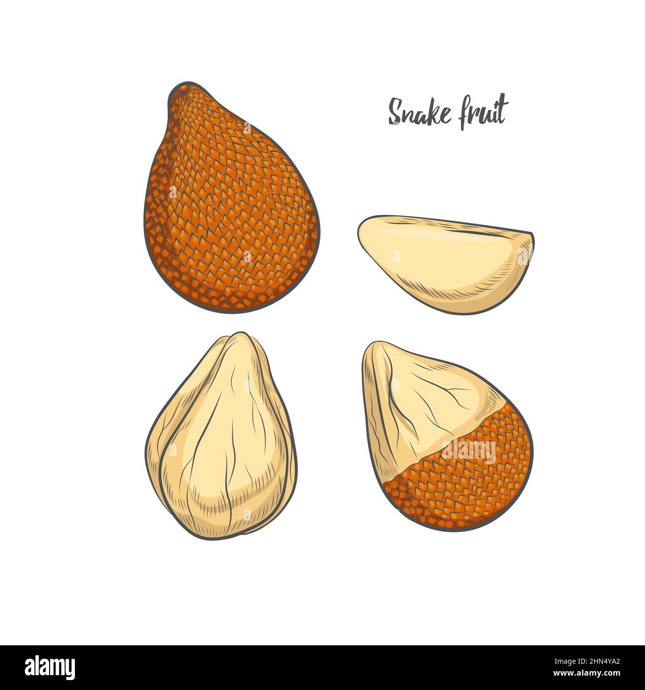 Salak fruit clipart isolated on white background Stock Vector Image ...