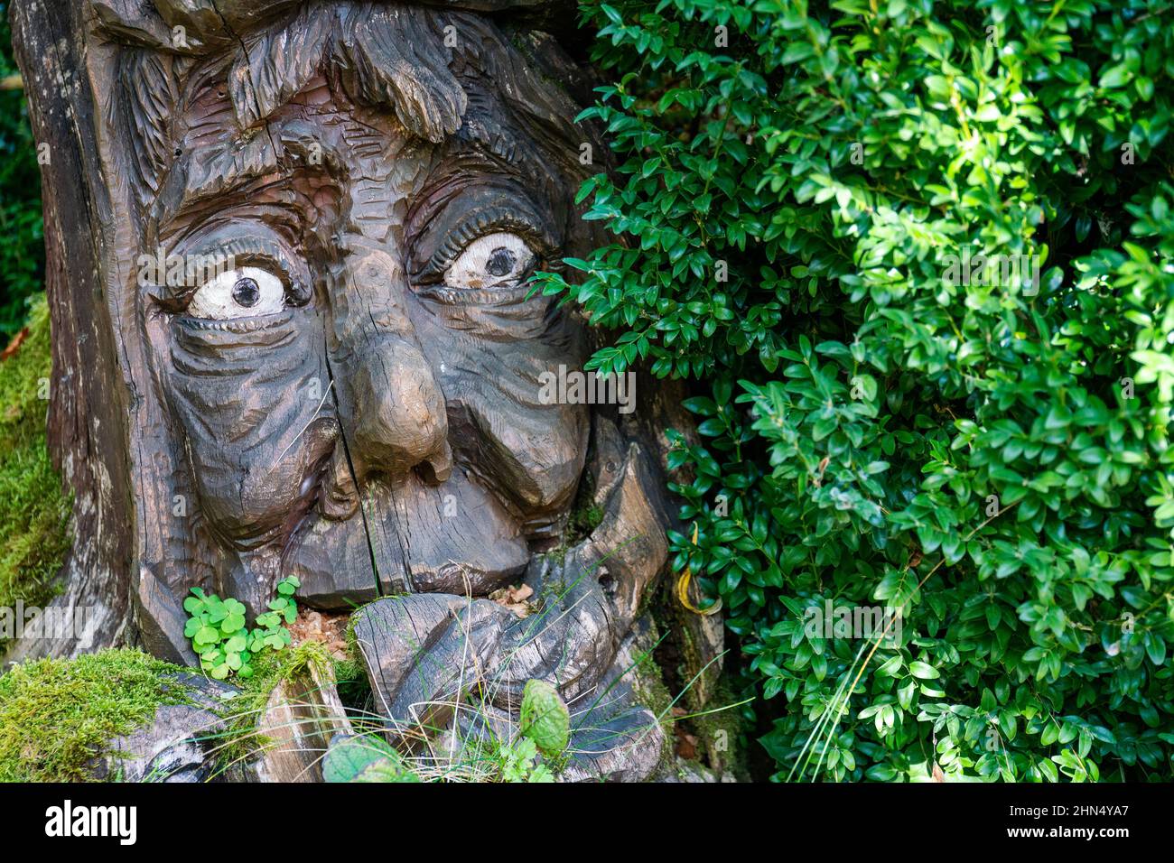 The sculpture carved from a tree growing in the park looks like a human ...