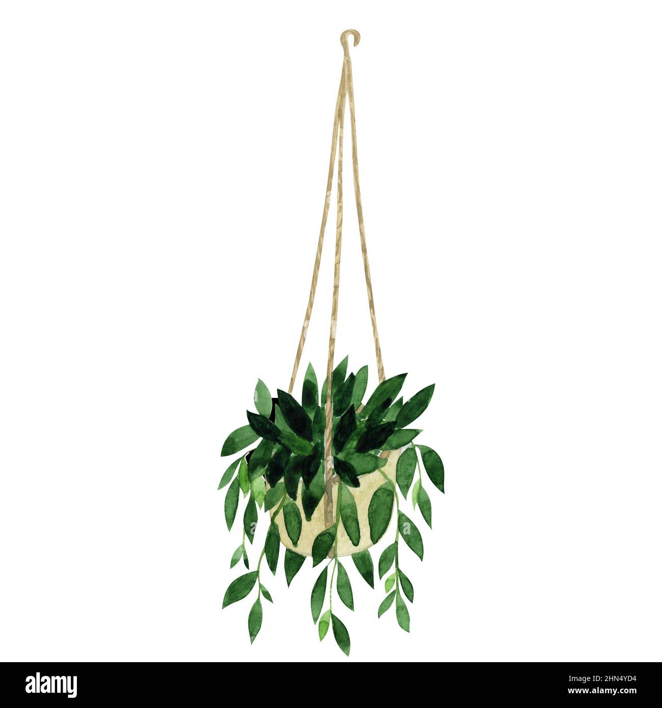 House plant indoor plant watercolor pot hi-res stock photography and ...