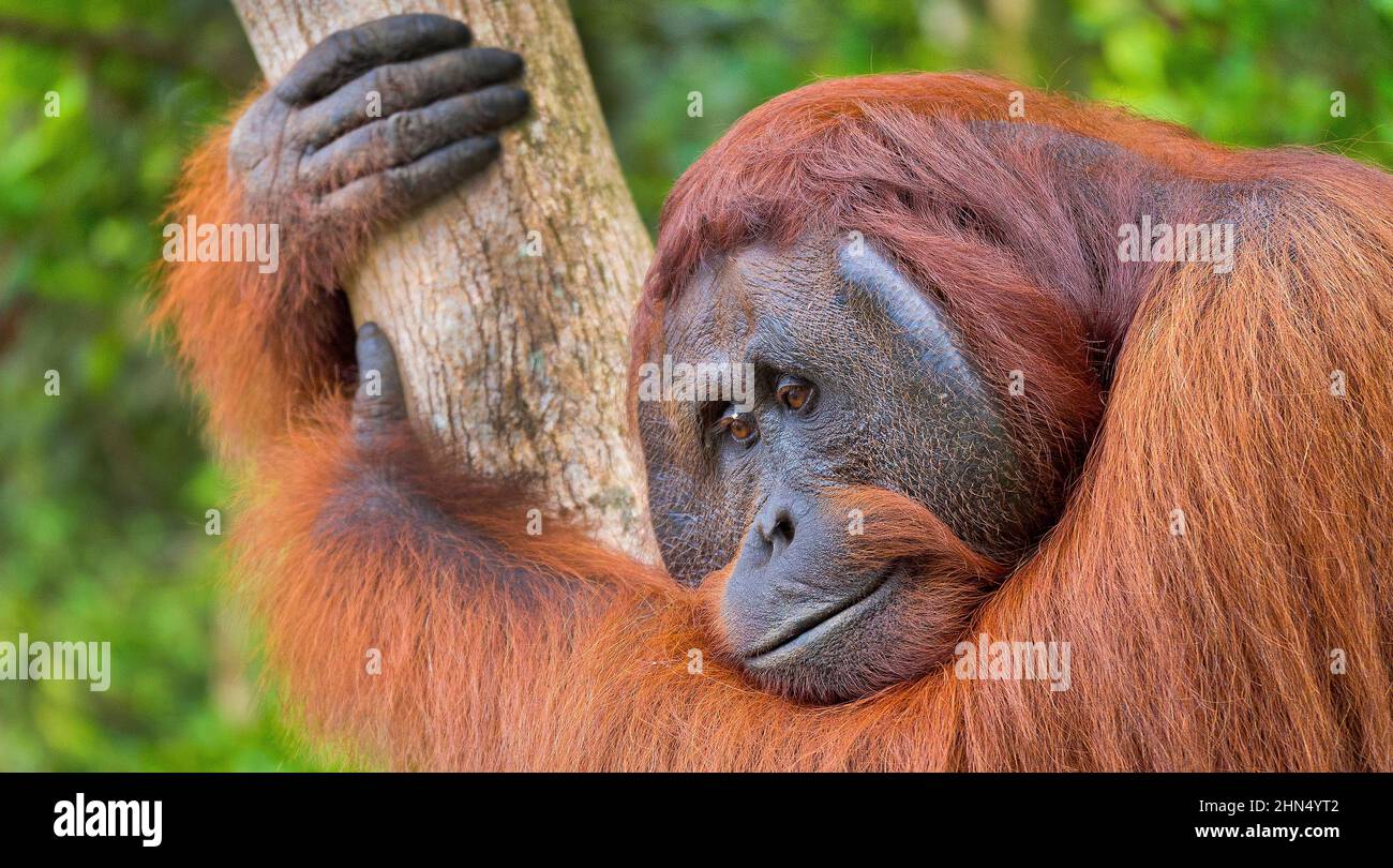 Orangutan, Pongo pygmaeus, Sekonyer River, Tanjung Puting National Park ...