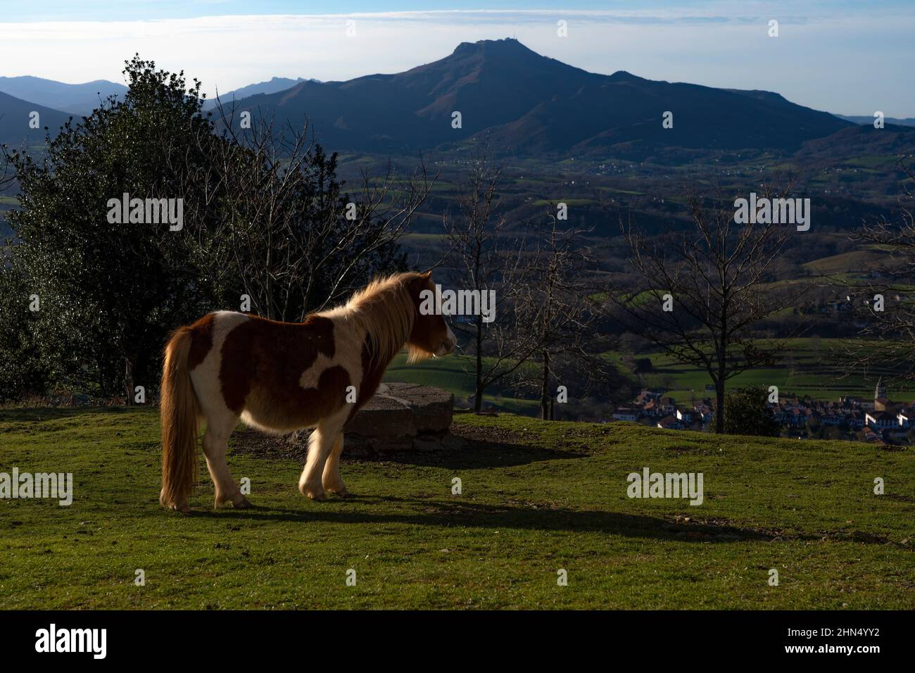 Pottok or Pottoka - endangers semi-feral ponies in the Basque Pyrenees ...