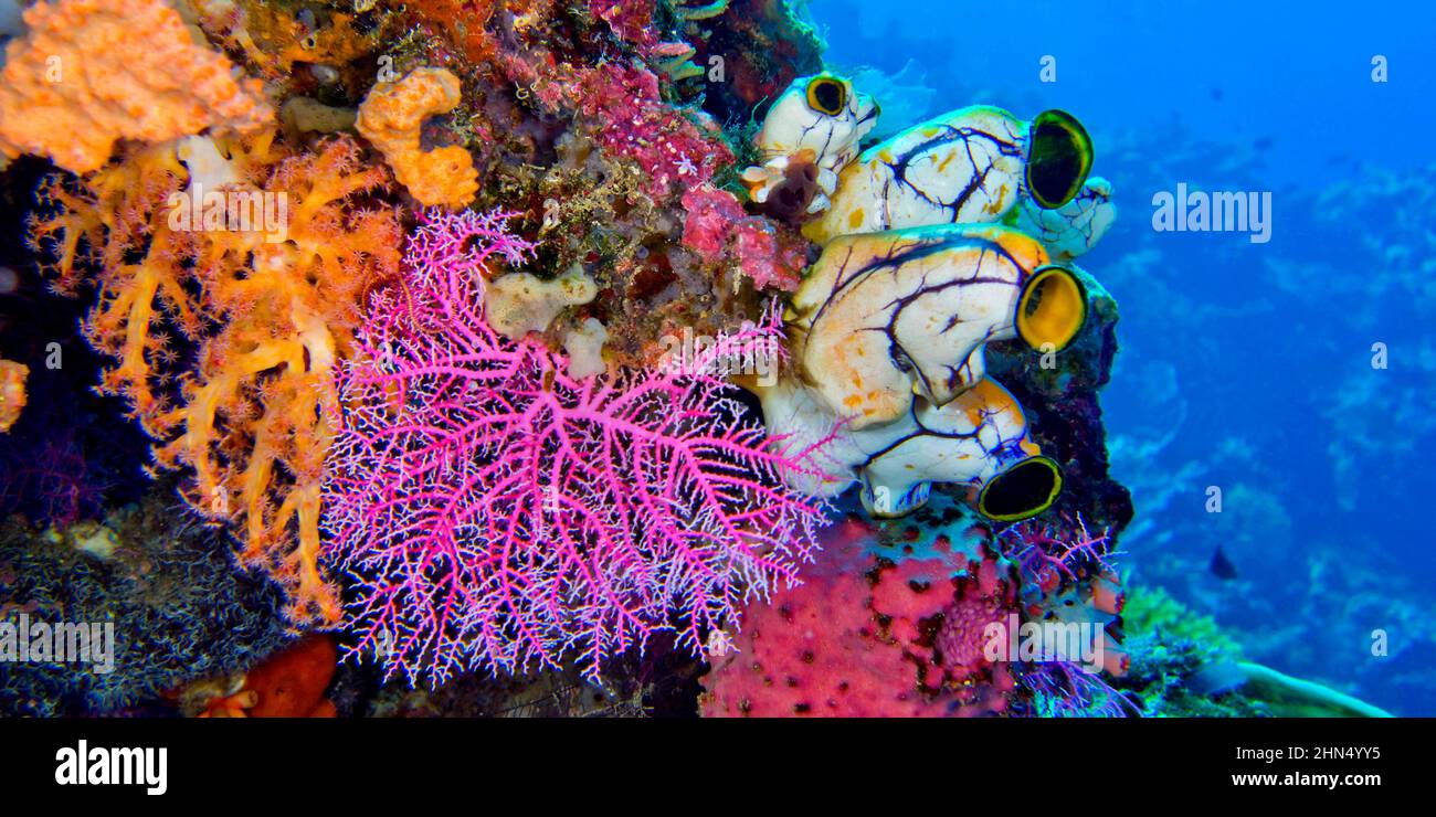Tunicates, Polycarpa aurata, Coral Reef, Lembeh, North Sulawesi ...