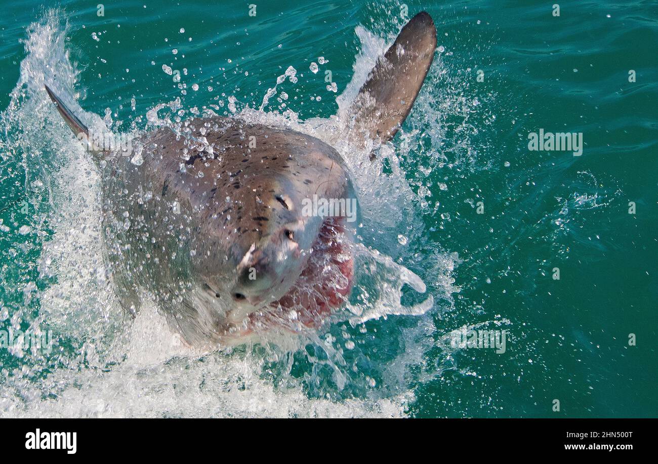 Great White Shark, Carcharodon carcharias,Gansbaai, Western Cape, South Africa, Africa Stock ...
