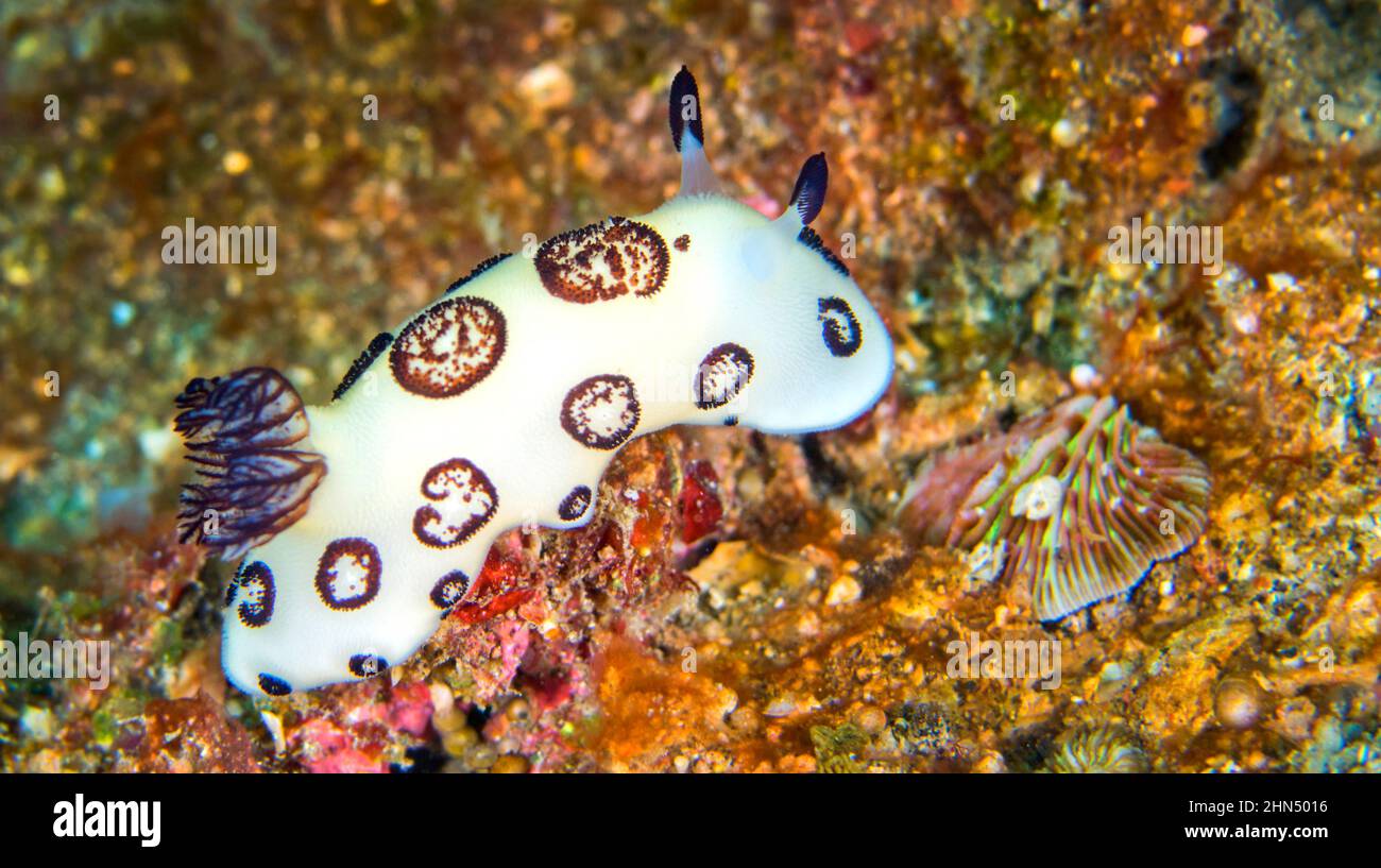Sea Slug, Dorid Nudibranch, Funeral Jorunna, Jonrunna funebris, Coral ...