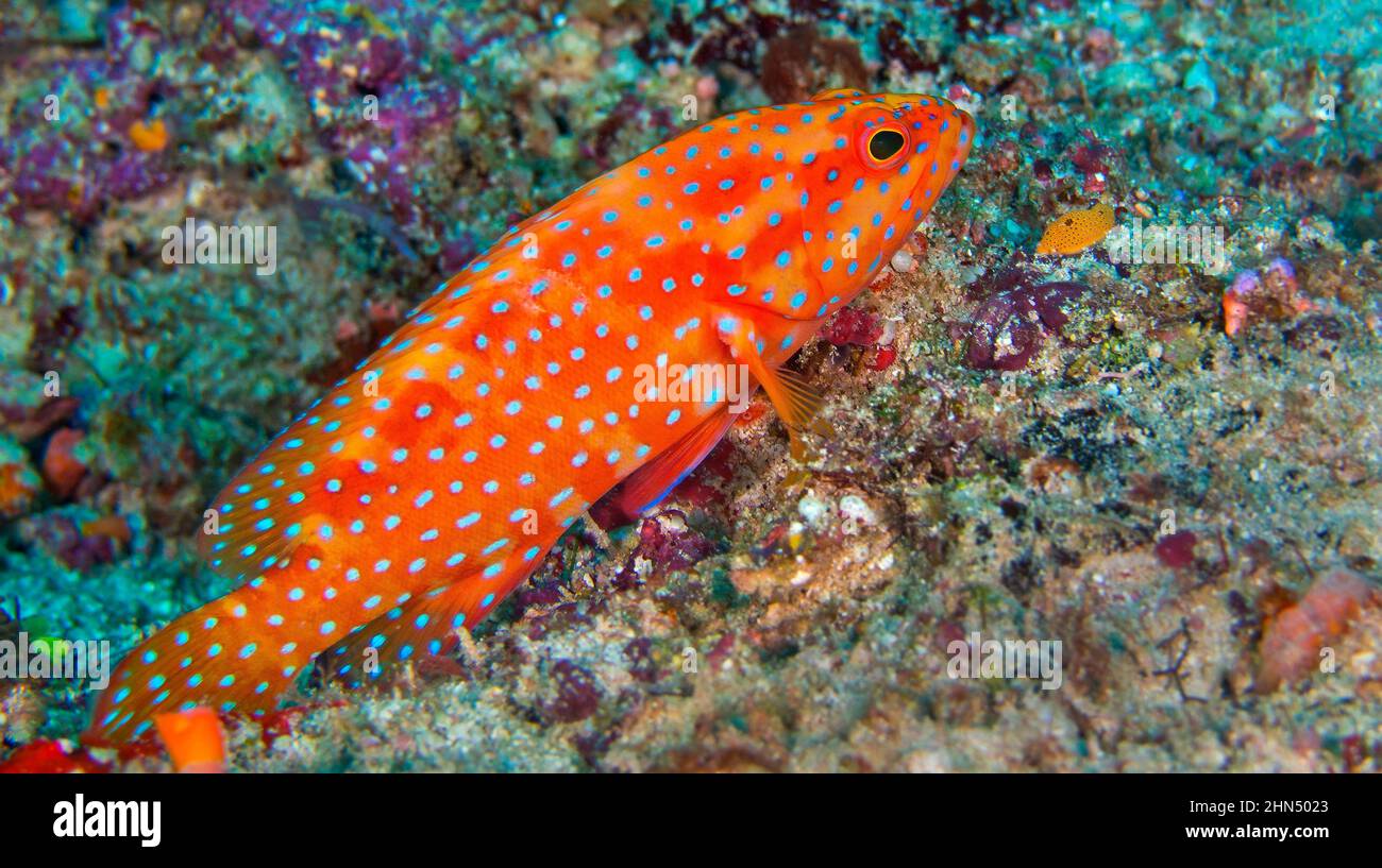 Coral Grouper, Coral Rock Cod, Cephalopholis miniata, Coral Reef, North ...