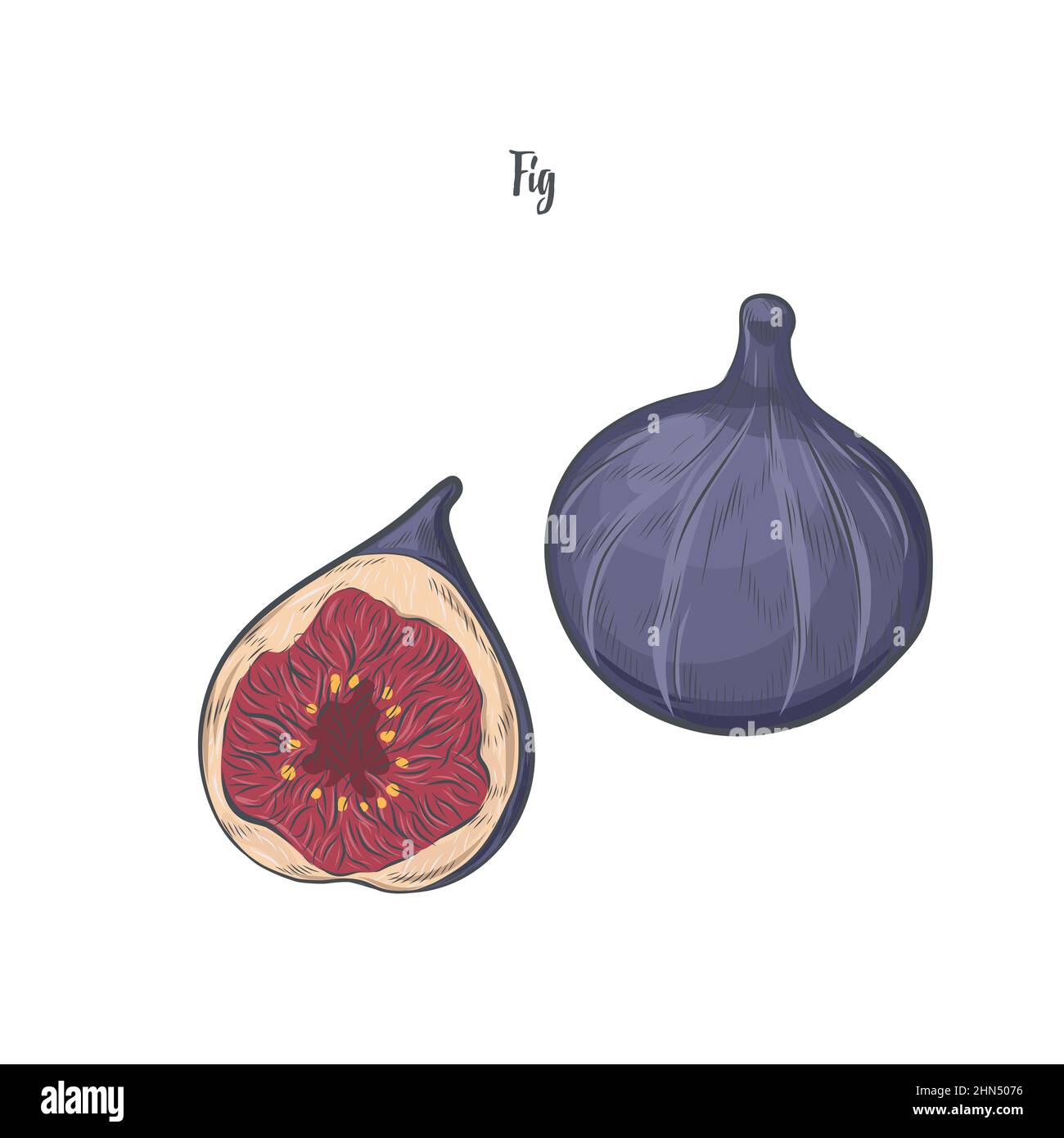 Hand harvest figs Stock Vector Images - Alamy