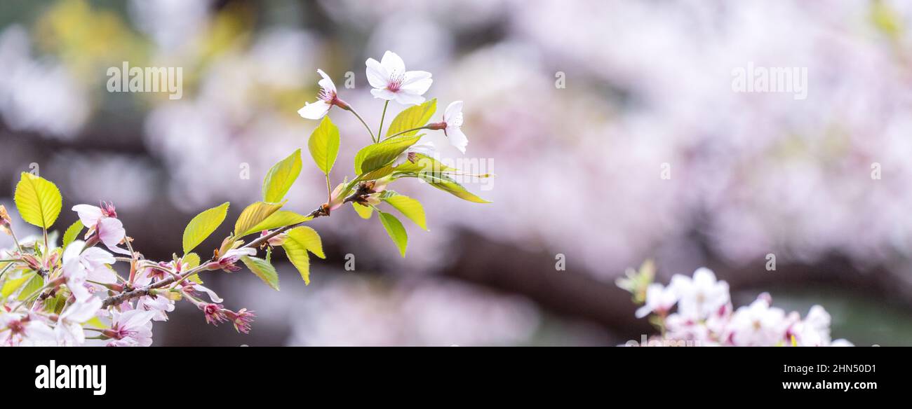 Beautiful Yoshino (Tokyo) Sakura Cherry Blossom in springtime is ...