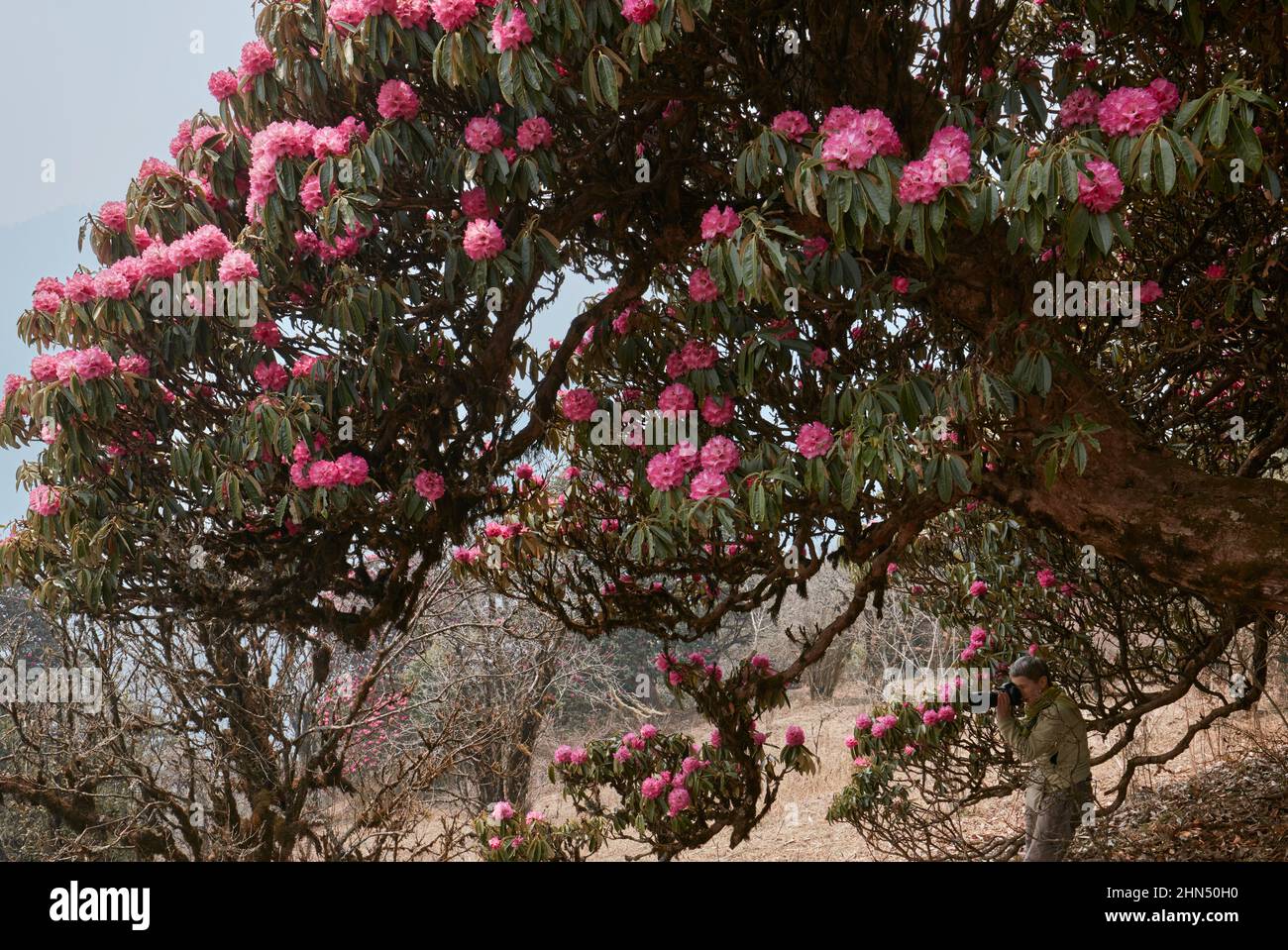 Rhododendron tree in full blossom hi-res stock photography and images ...