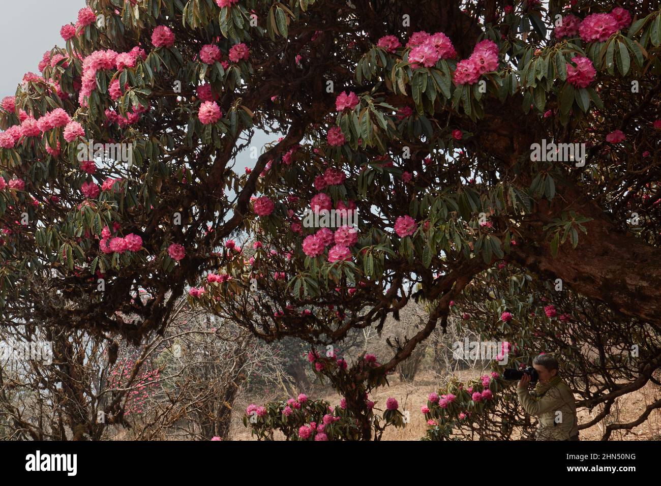 Photographer woman takes photo by camera of huge, old and beautiful ...