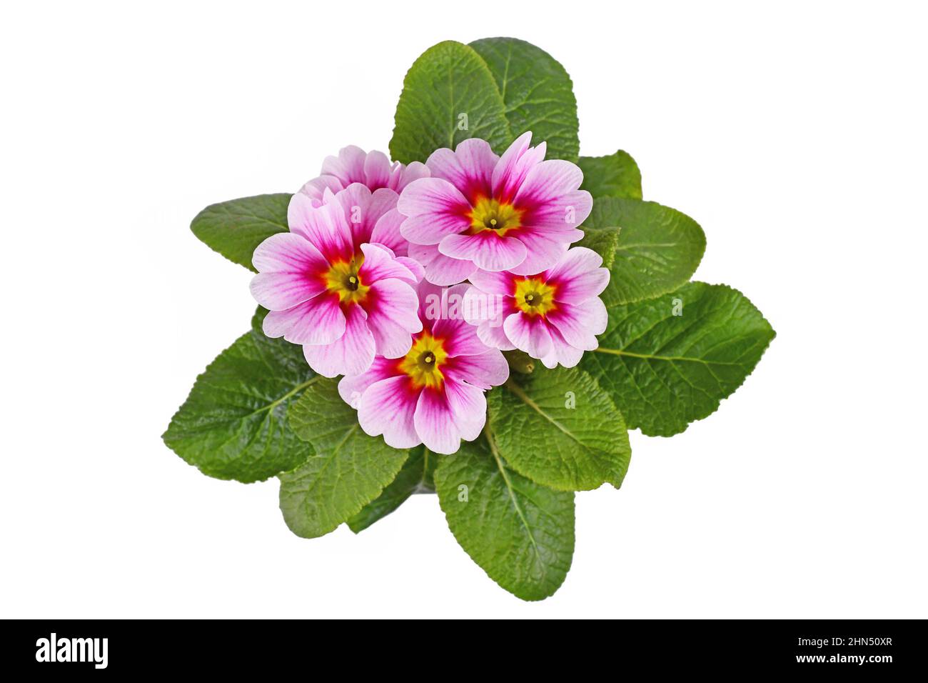 Top view of pink 'Primula Acaulis' primrose flowers in bloom on white ...