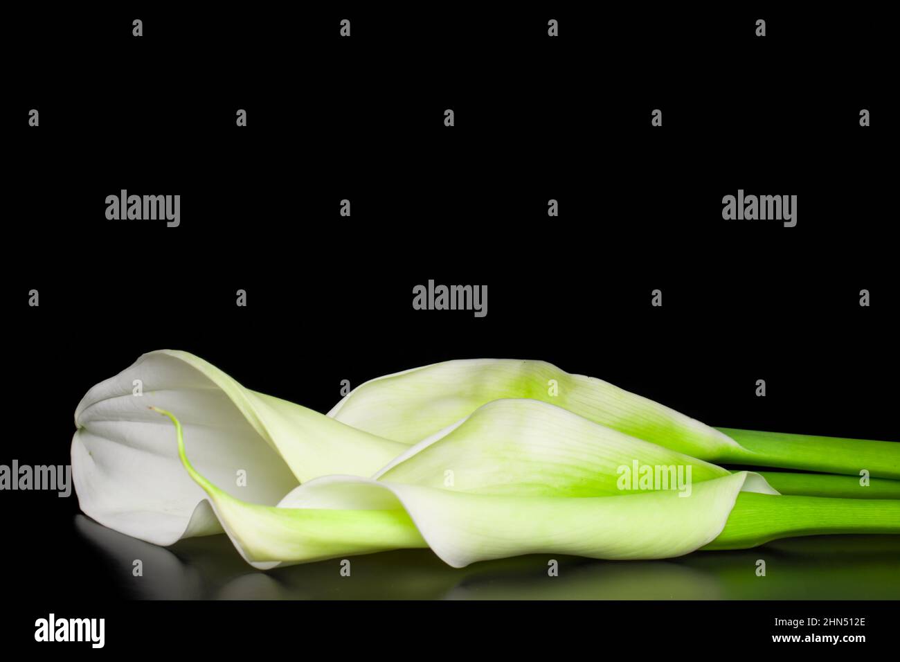 Vertical shot calla lily hi-res stock photography and images - Alamy