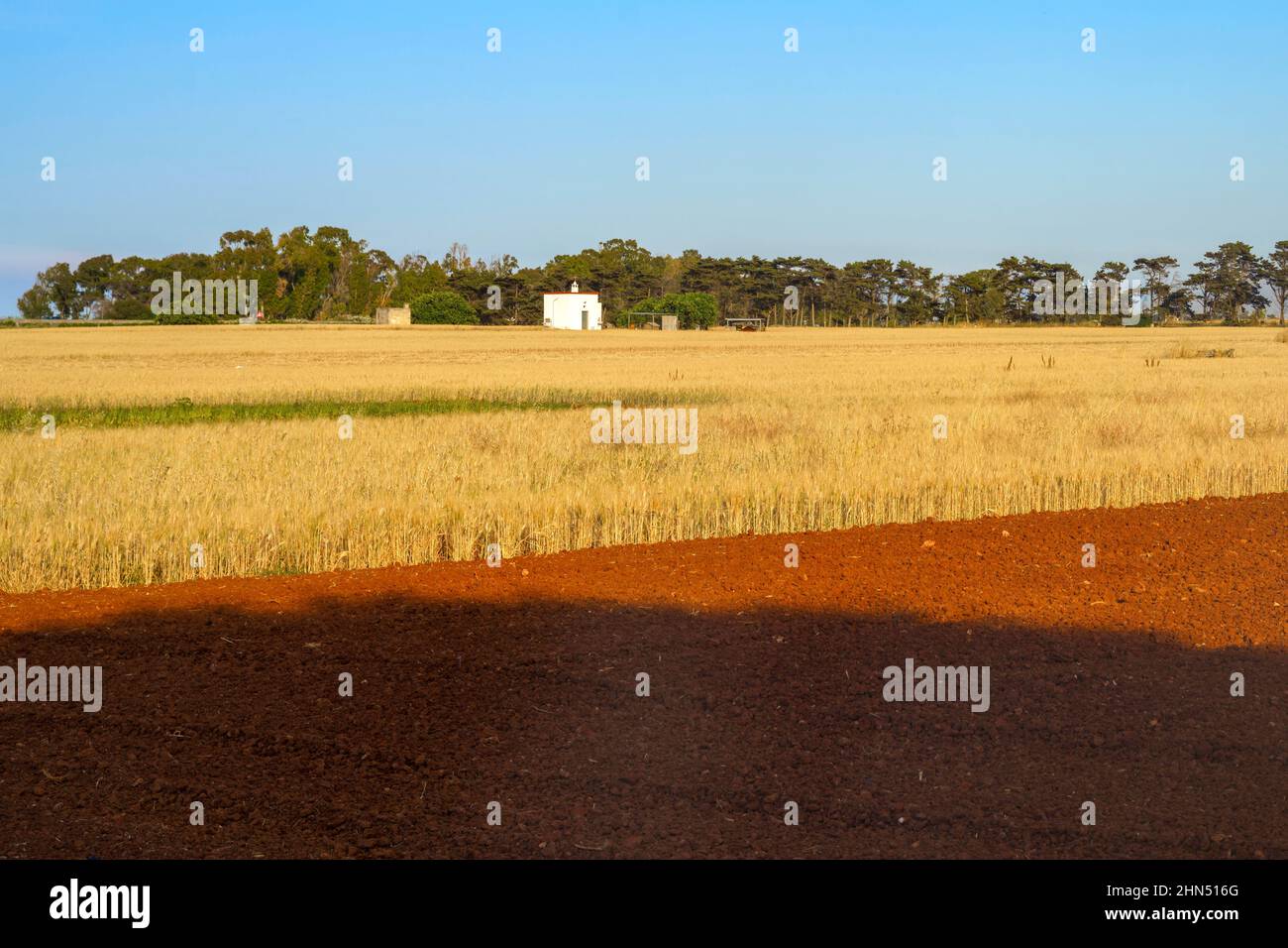 Country landscape in June between Ostuni and Brindisi, Apulia, Italy ...