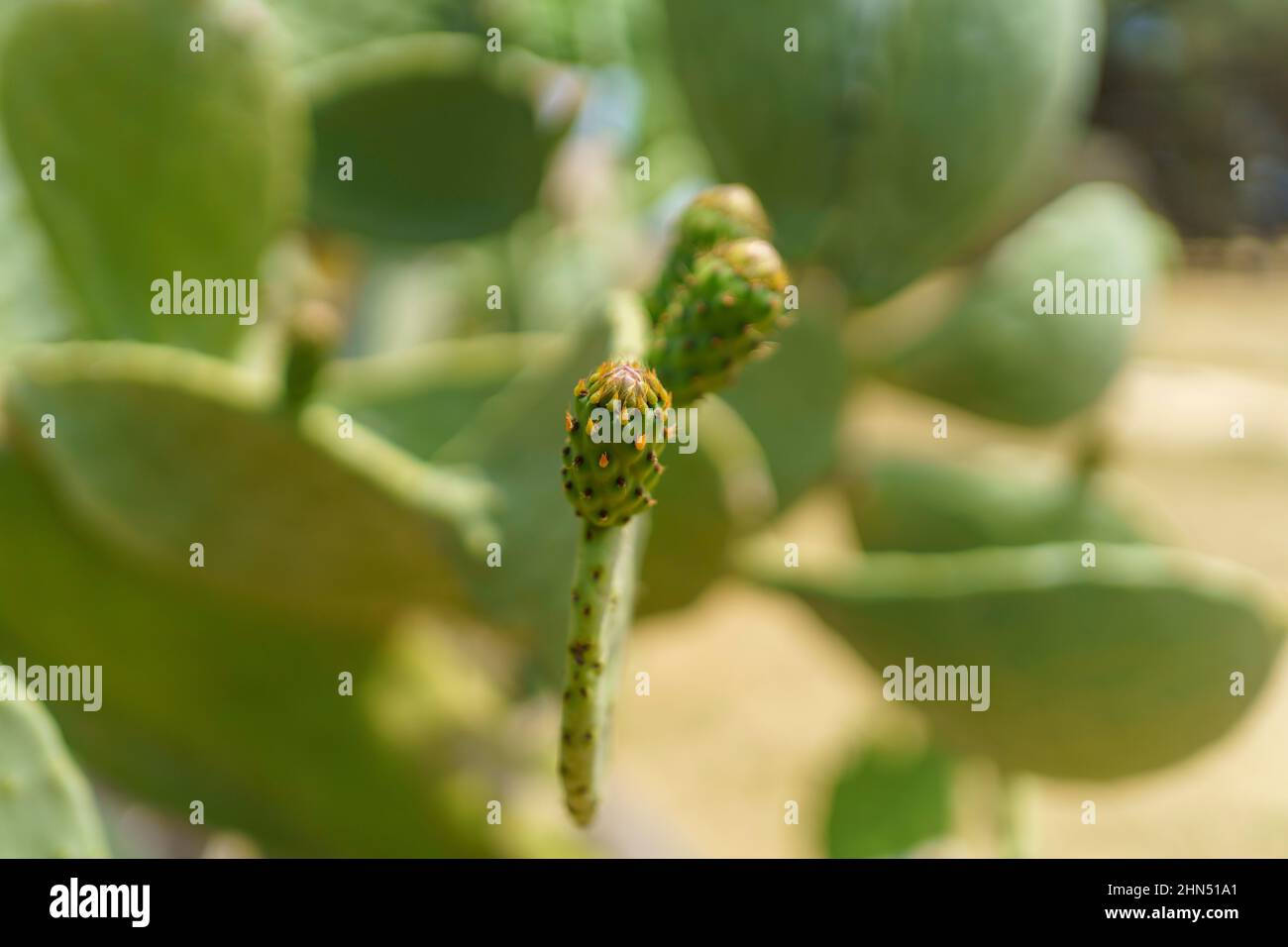 Cactus pear at Santa Maria di Cerrate, abbey in Lecce province, Apulia ...