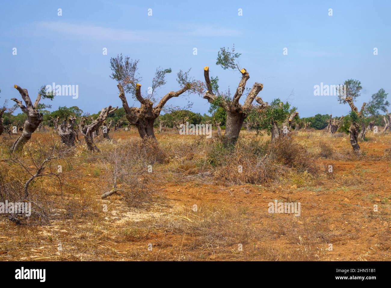 Country landscape in June near Lecce, Apulia, Italy. Olive trees Stock ...