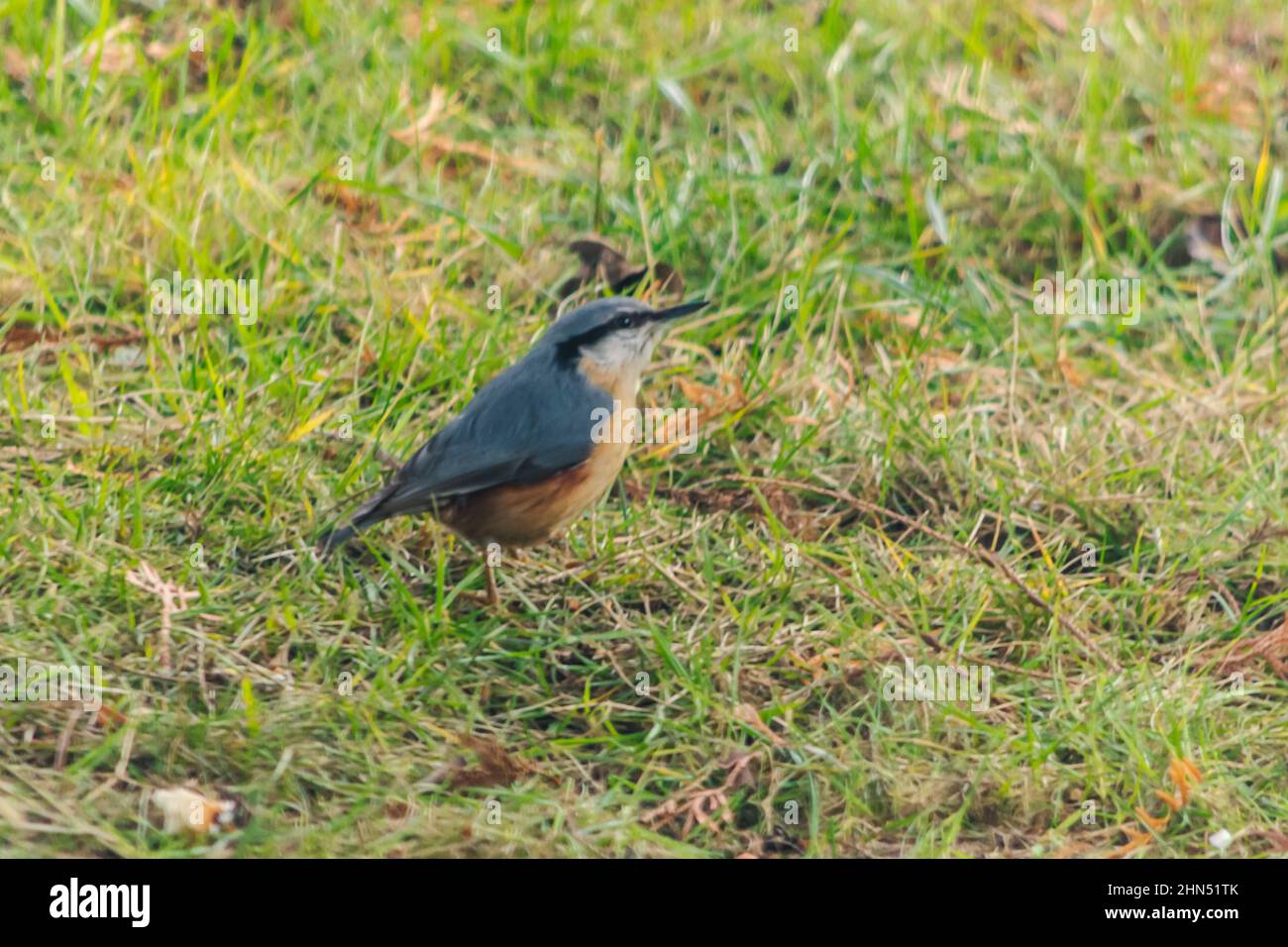 The Nuthatch, the Nuthatch, the Nuthatch - a species of a small ...