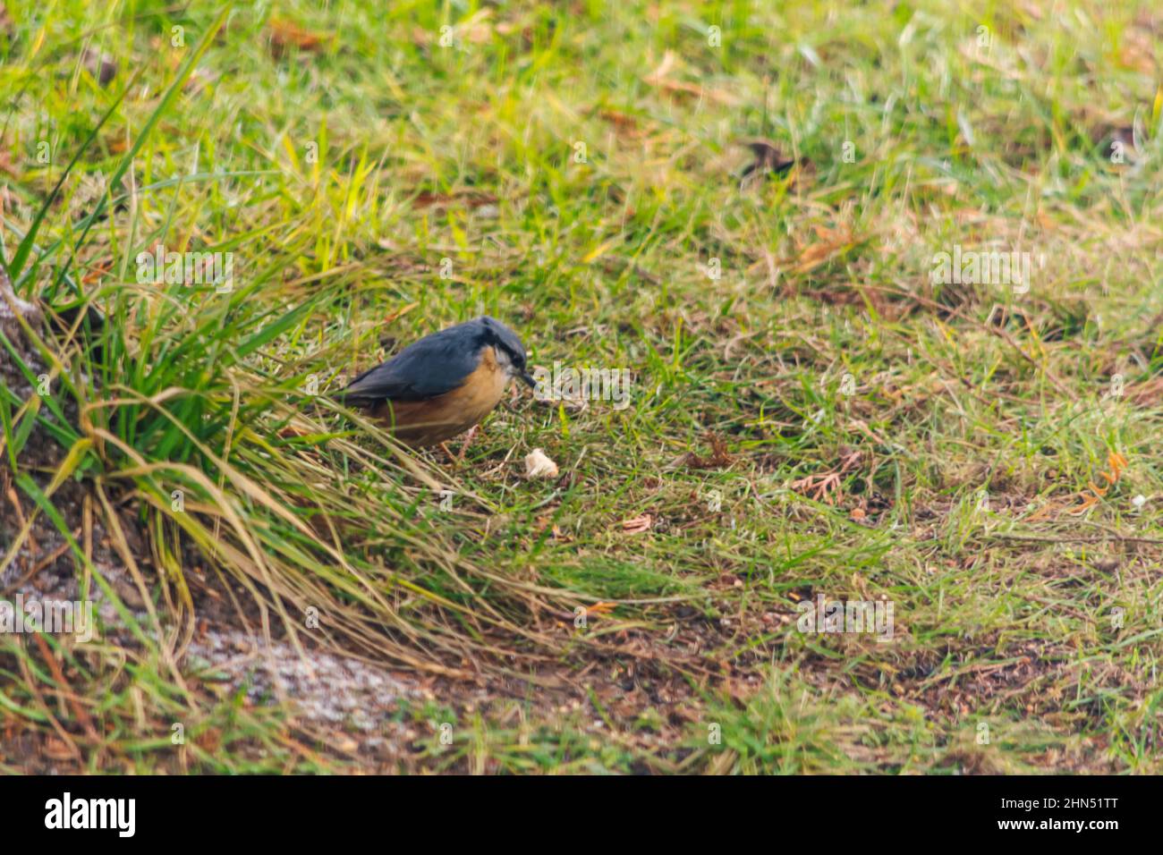 Sedentary animals hi-res stock photography and images - Alamy