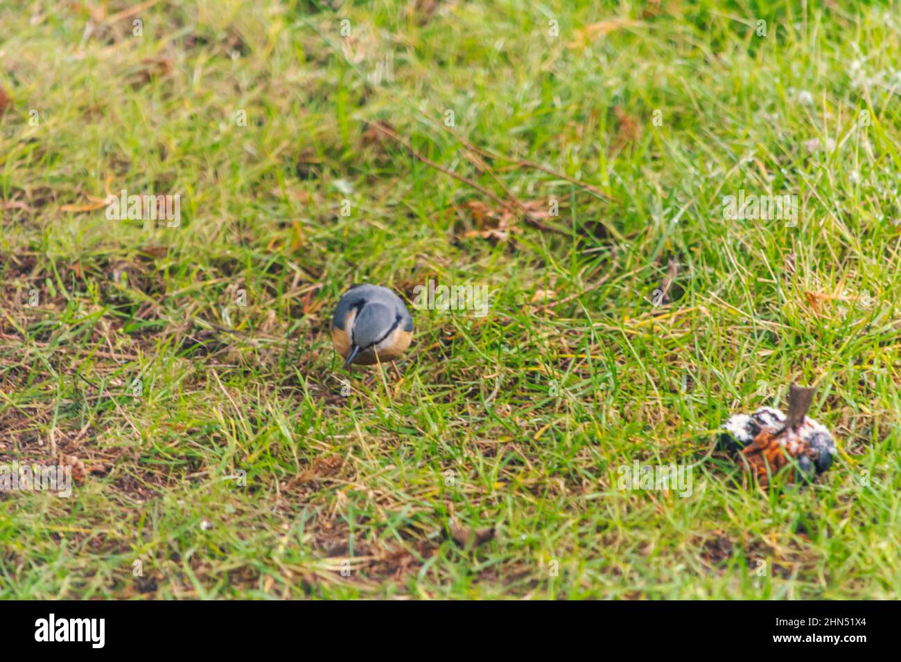 Sedentary animals hi-res stock photography and images - Alamy