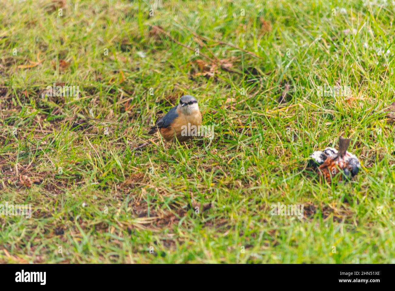 The Nuthatch, the Nuthatch, the Nuthatch - a species of a small ...