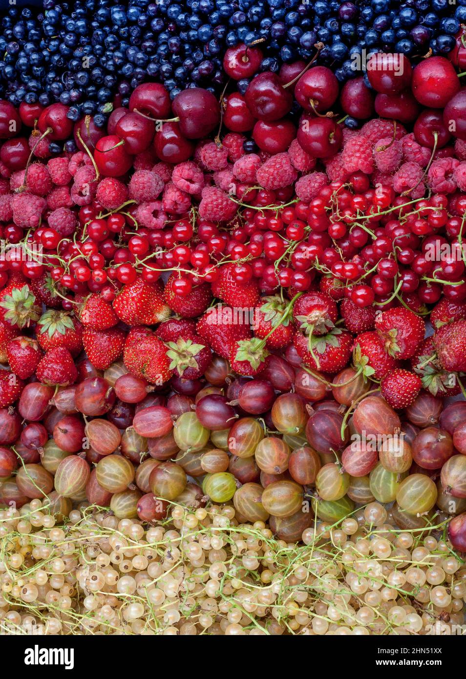 Close-up set of different berries. Redcurrant, gooseberry, raspberry ...