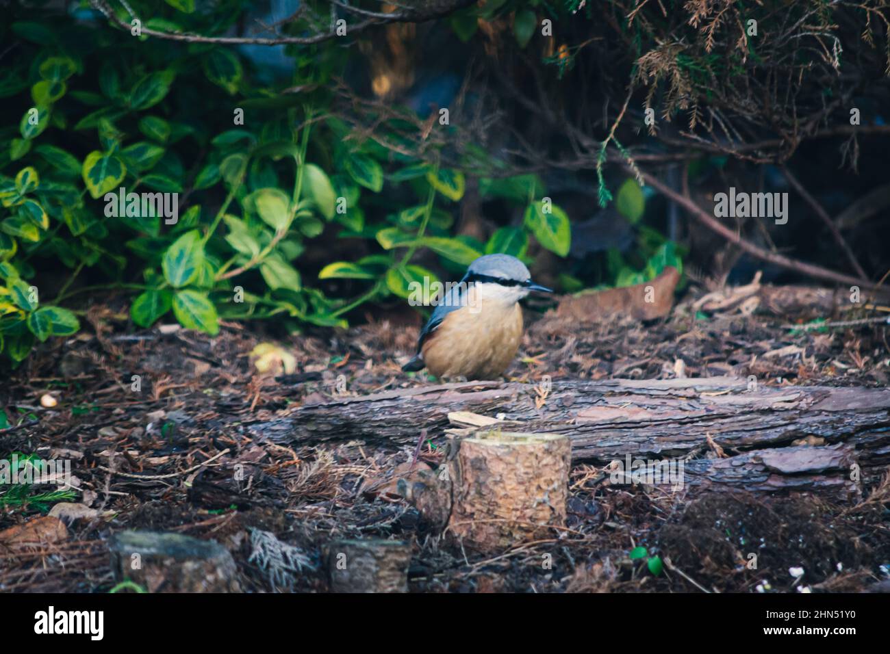 The Nuthatch, the Nuthatch, the Nuthatch - a species of a small ...