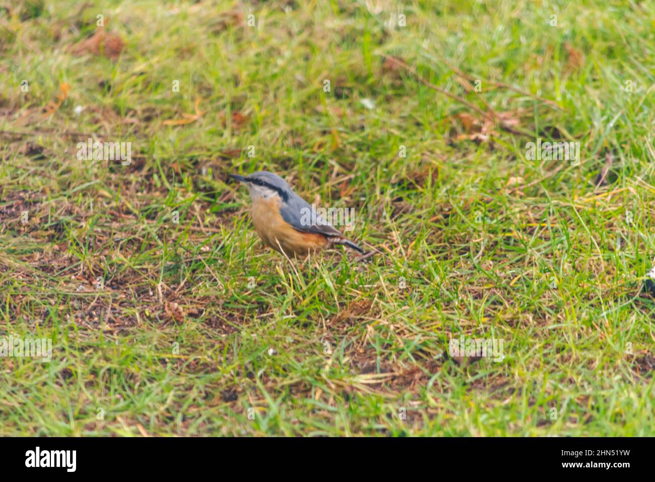 Sedentary animals hi-res stock photography and images - Alamy