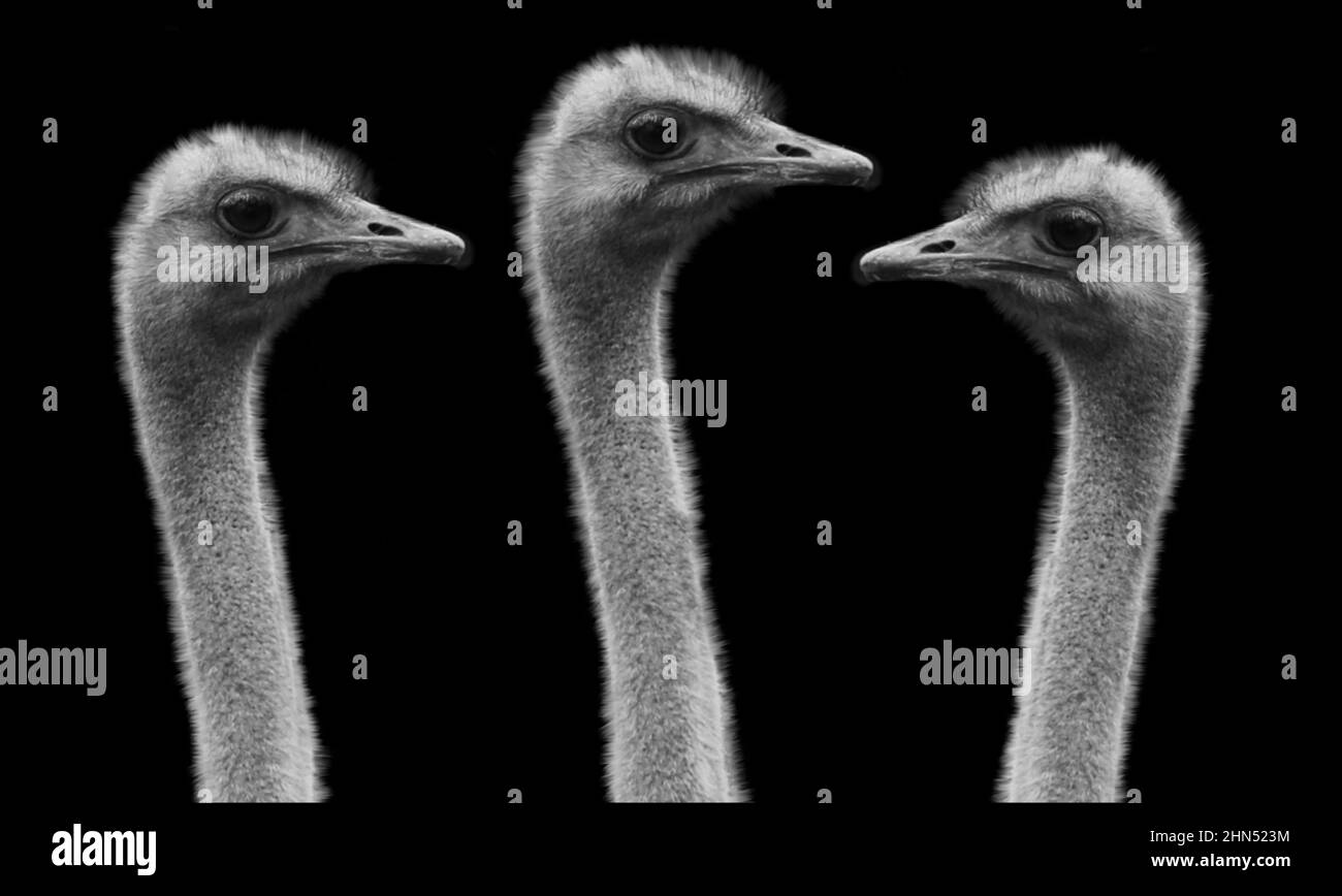 African three ostrich portrait funny hi-res stock photography and ...