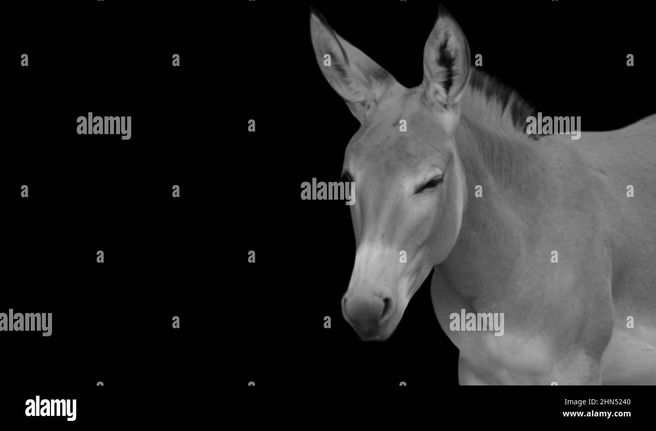 Mule head and neck hi-res stock photography and images - Alamy