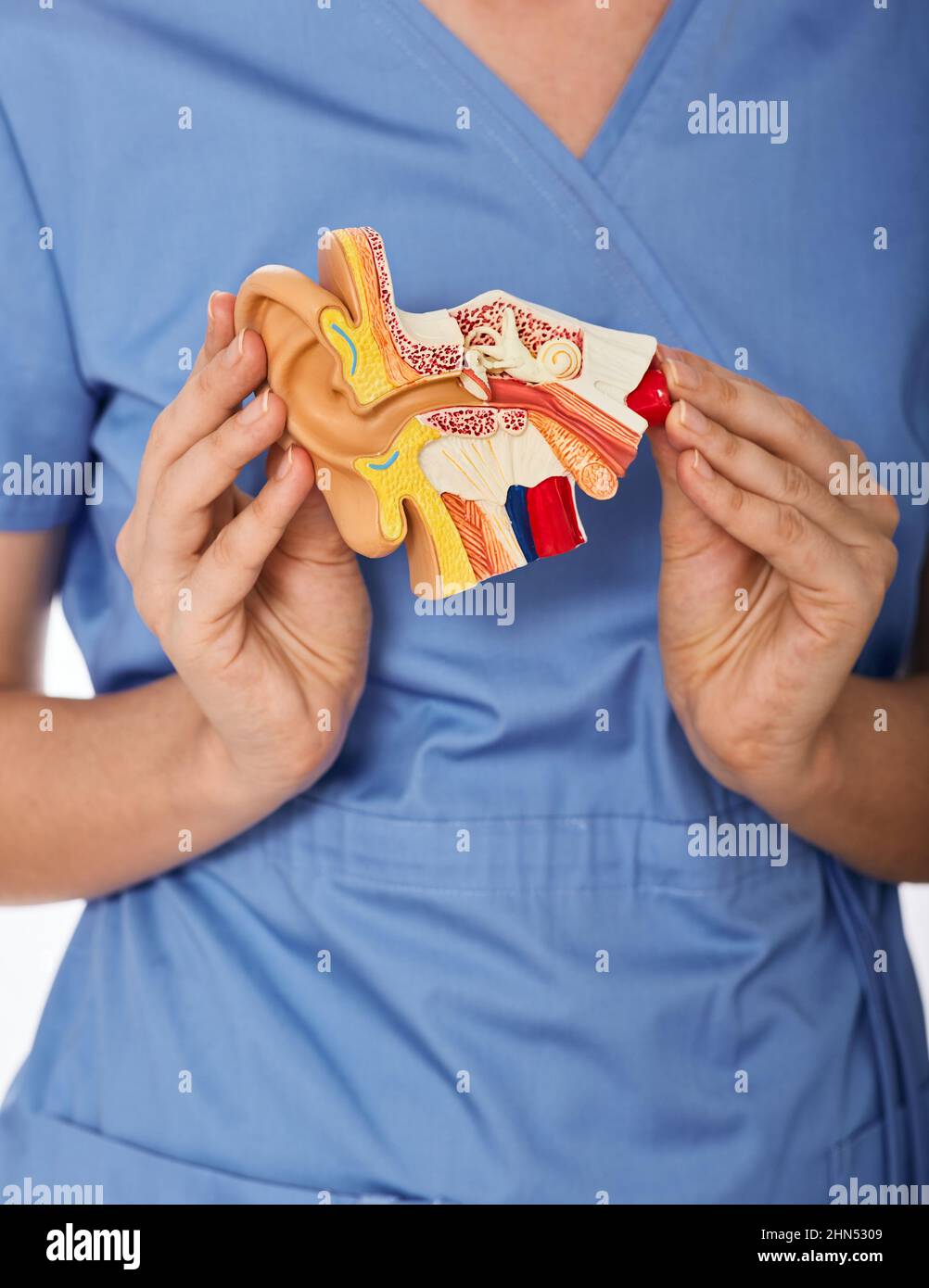 Human ear anatomy model in hi-res stock photography and images - Alamy