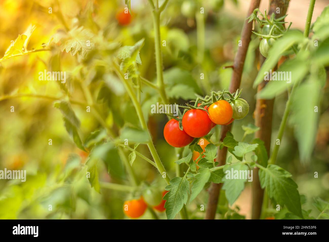 Red tomatoes hanging on the vine of a tomato tree in the garden Stock ...