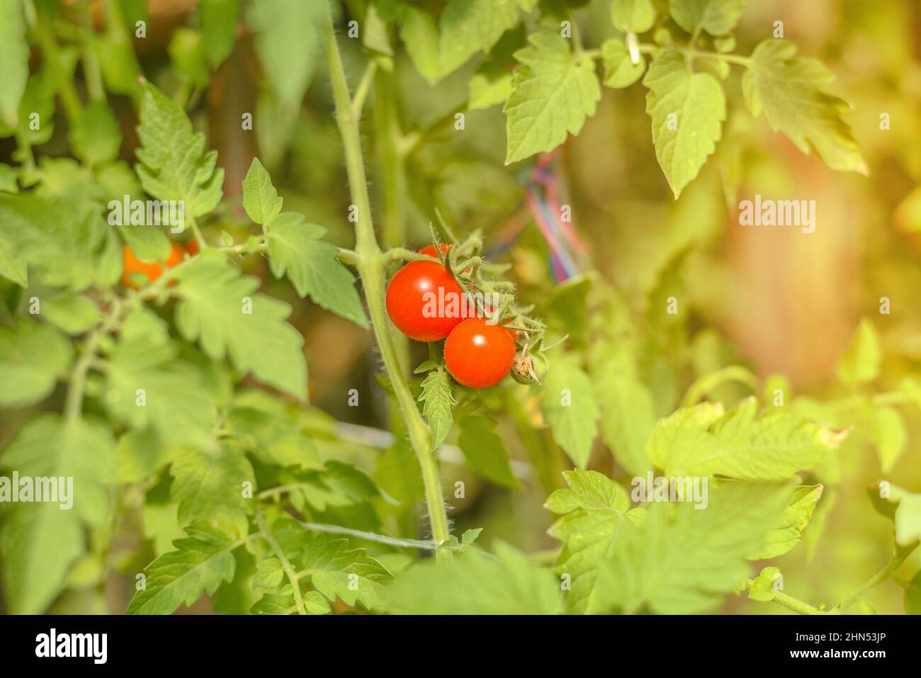 Ripe red tomatoes hanging on the vine of a tomato tree in the garden ...