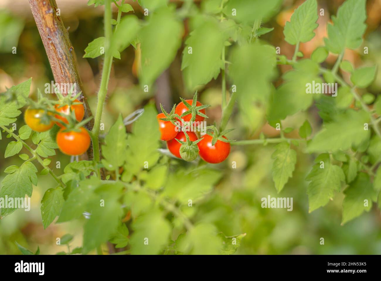 Ripe red tomatoes hanging on the vine of a tomato tree in the garden ...