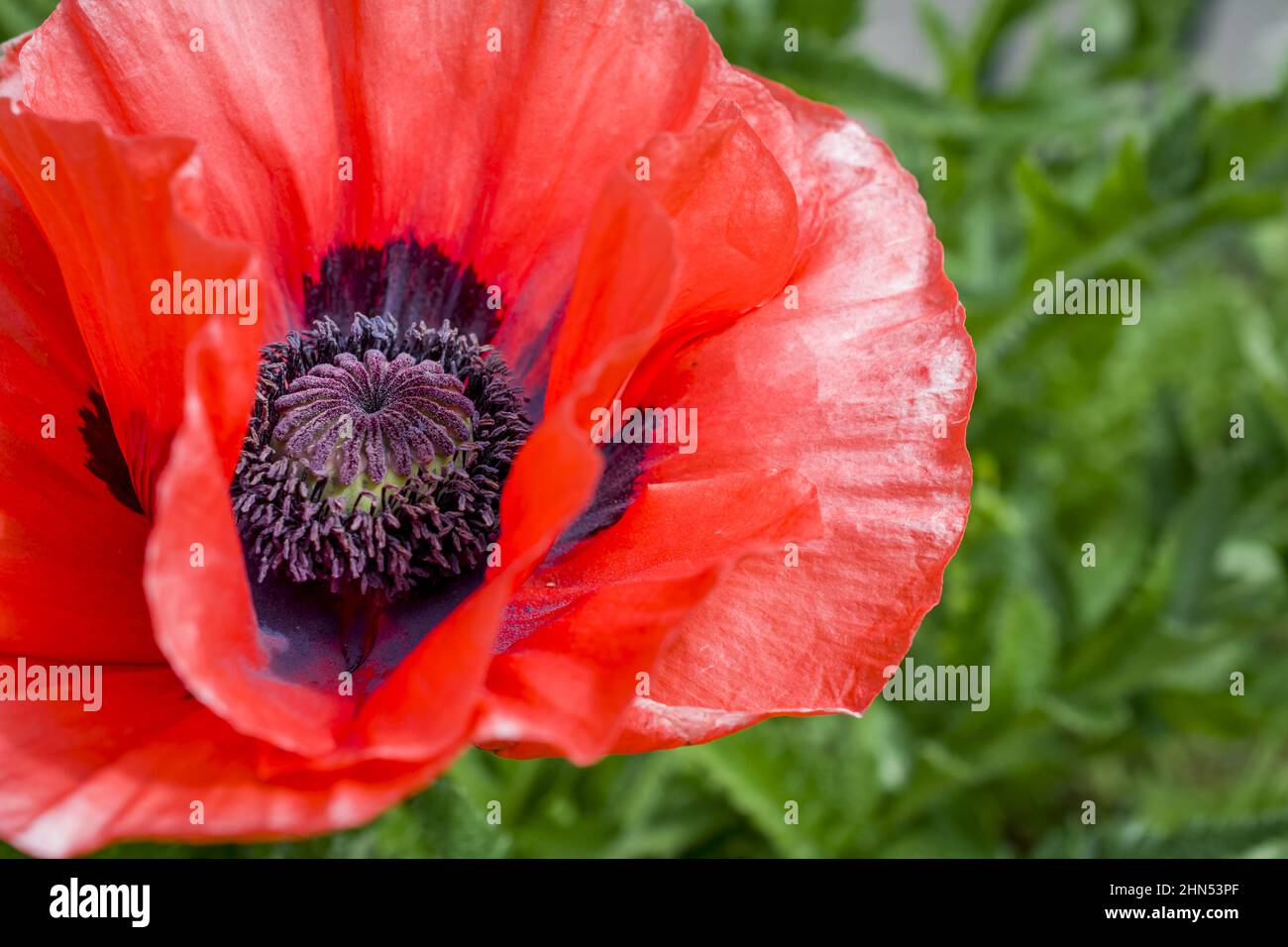 Closeup beautiful red poppy flowers Stock Photo - Alamy