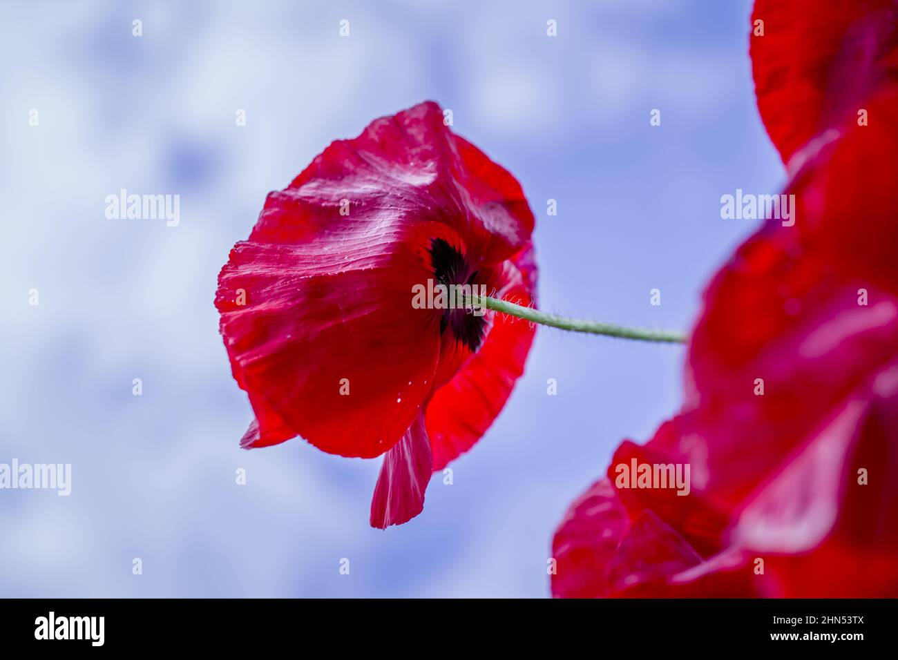 Closeup beautiful red poppy flowers Stock Photo - Alamy
