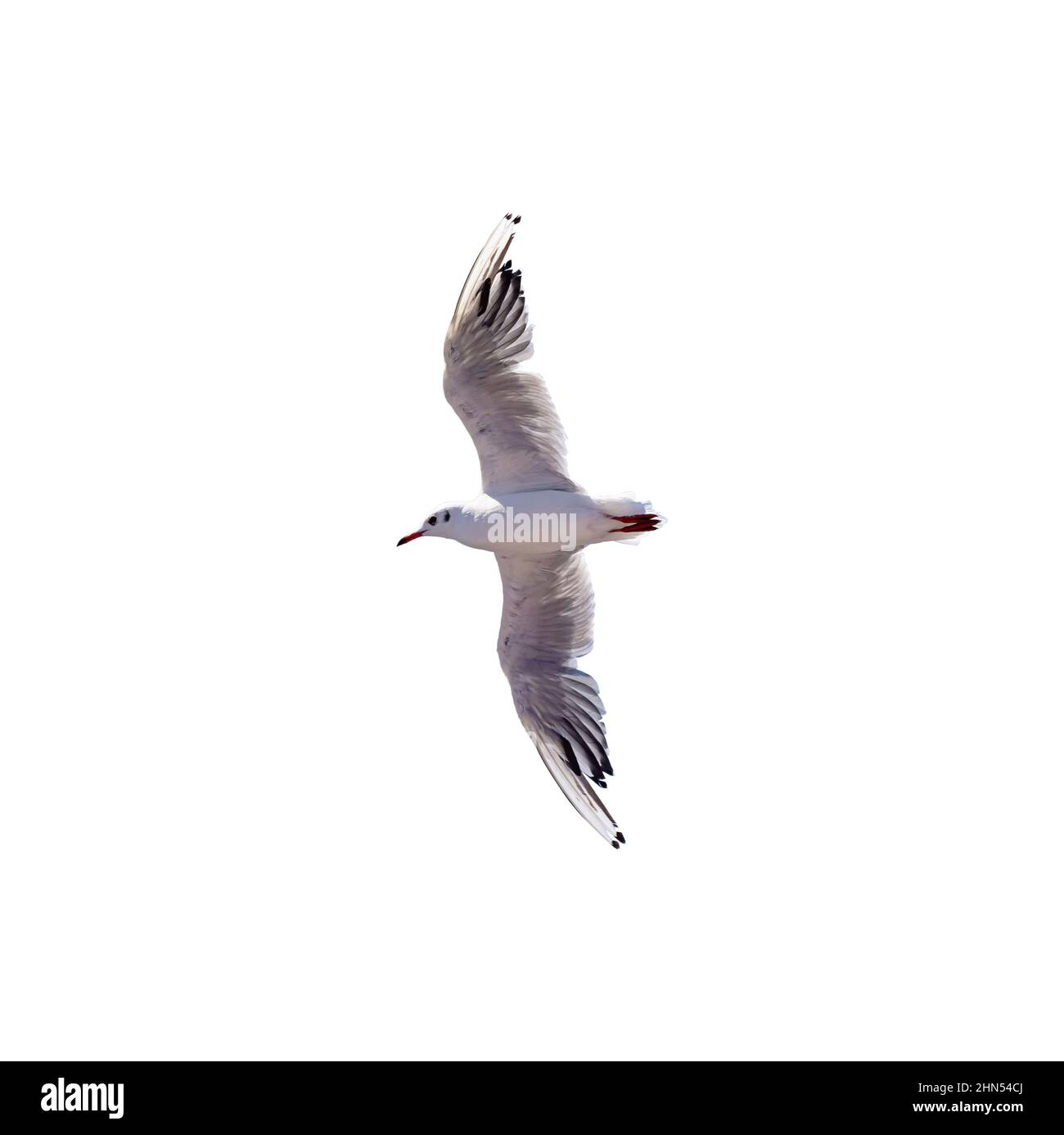 One big flying seagull isolated on white background Stock Photo - Alamy