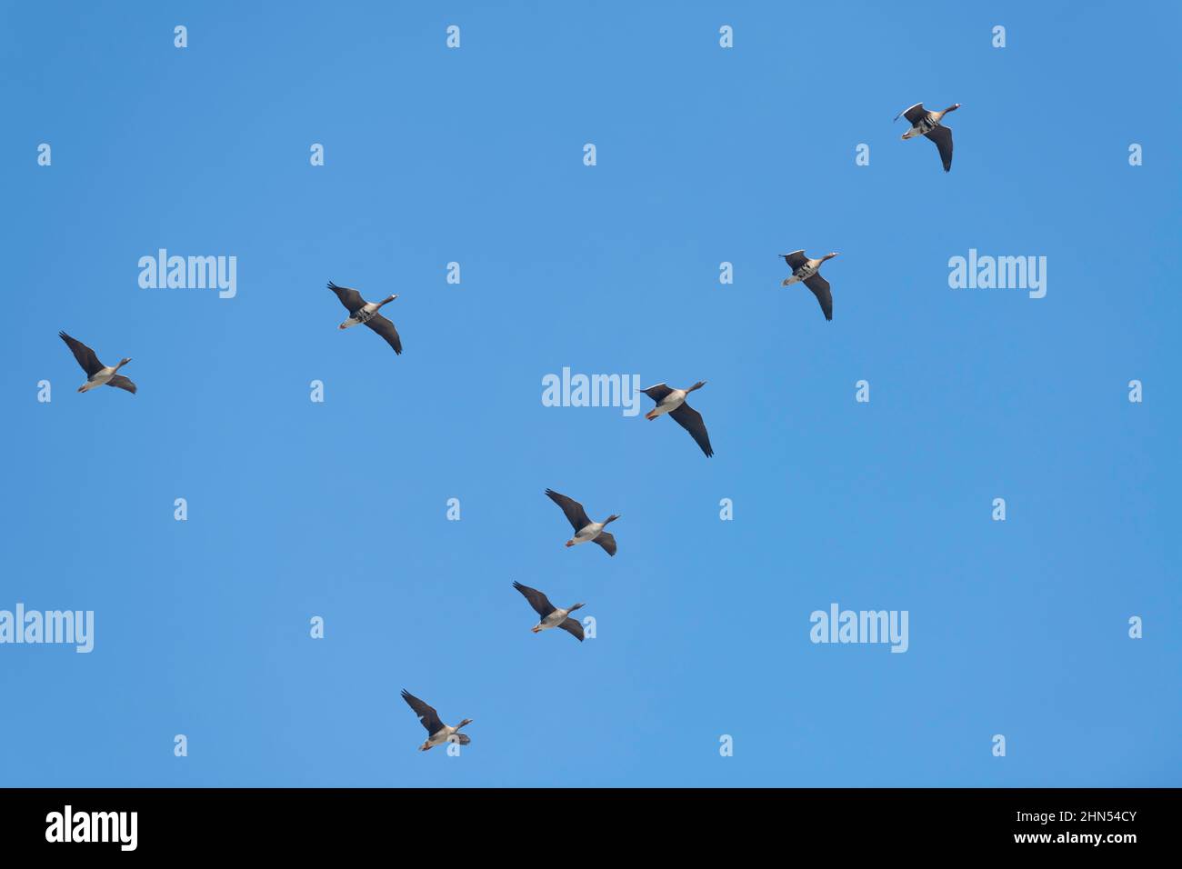 The wild geese hi-res stock photography and images - Alamy