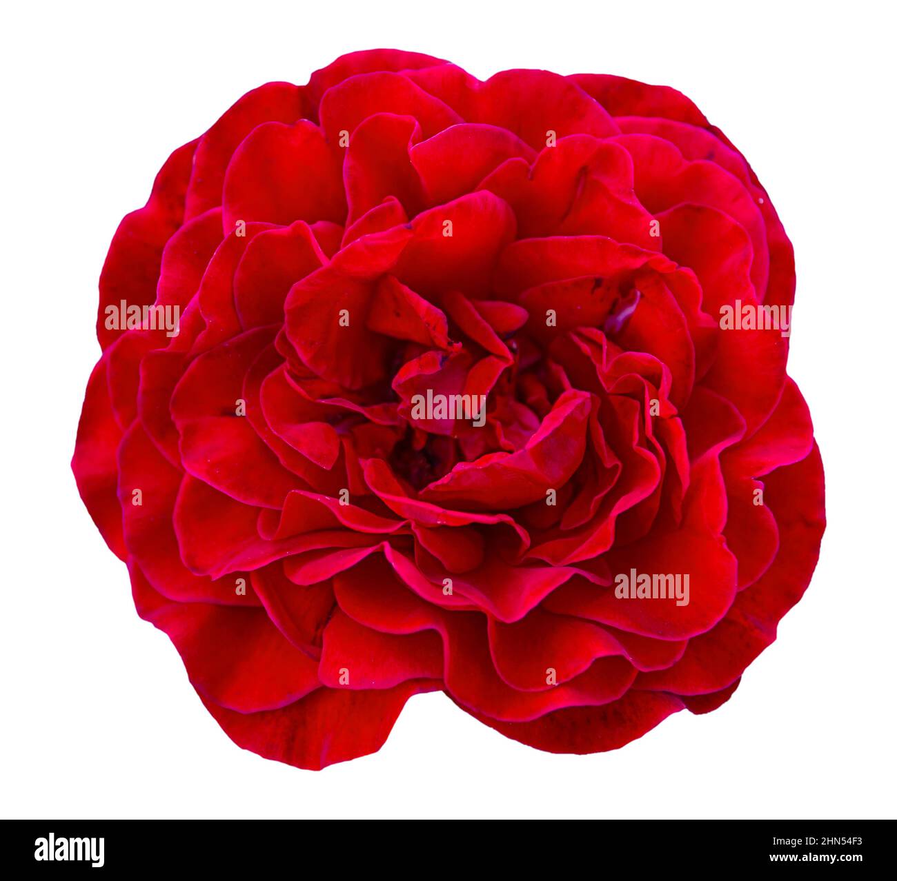 One big red rose from the nature garden isolated on white Stock Photo ...