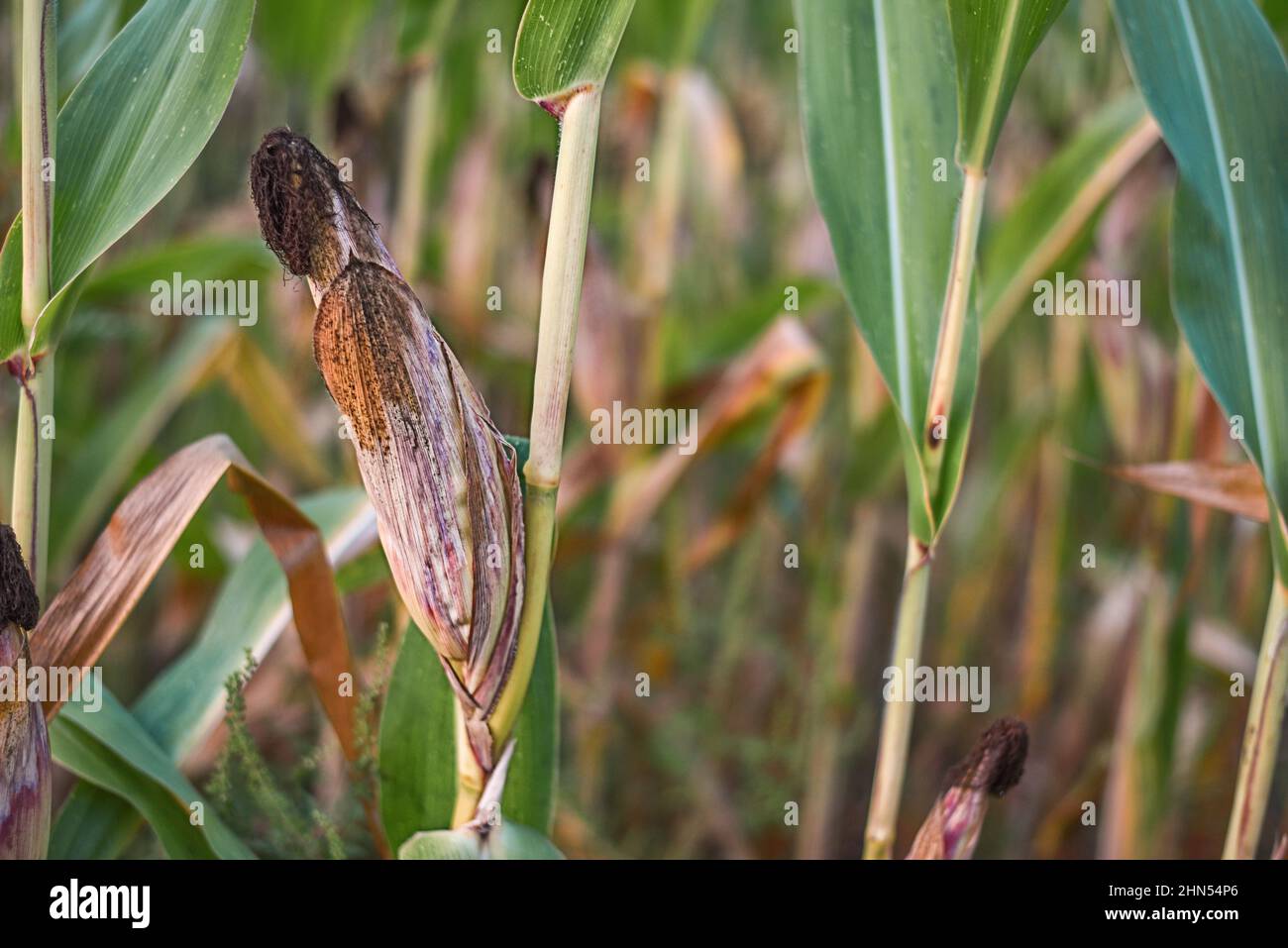 One corn in corn field background Stock Photo - Alamy