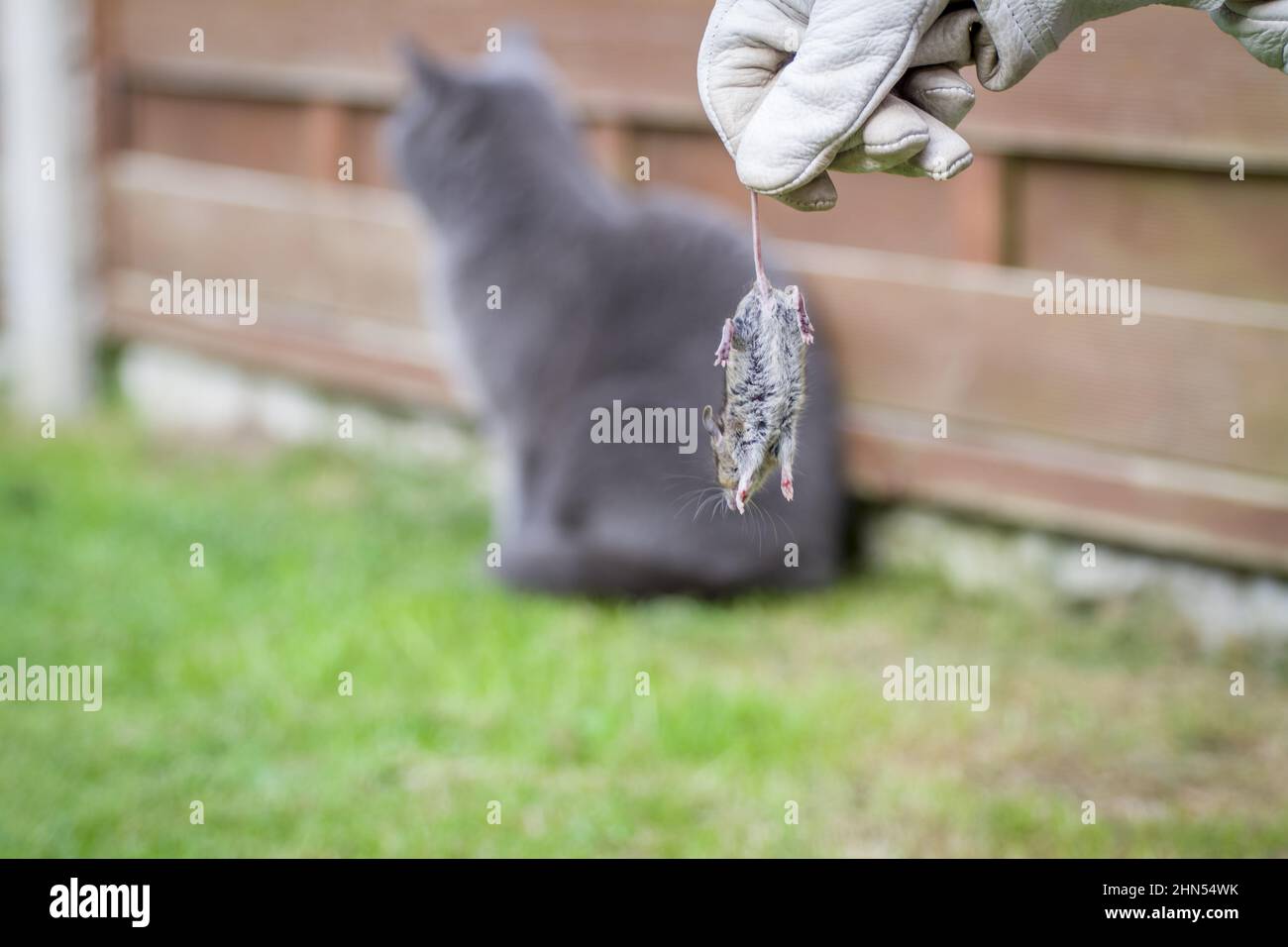 Cat catching mouse hi-res stock photography and images - Alamy