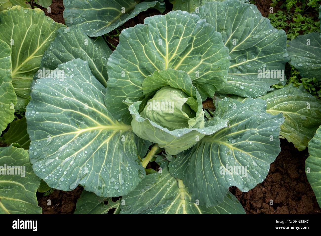 Organic vegetables grown in the garden Stock Photo - Alamy