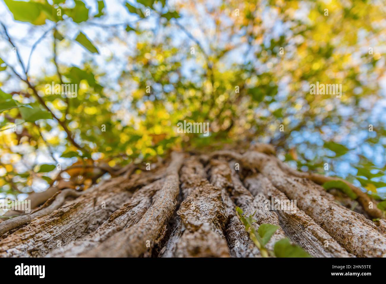 One tree covered with ivy in the forest form down to up view Stock ...