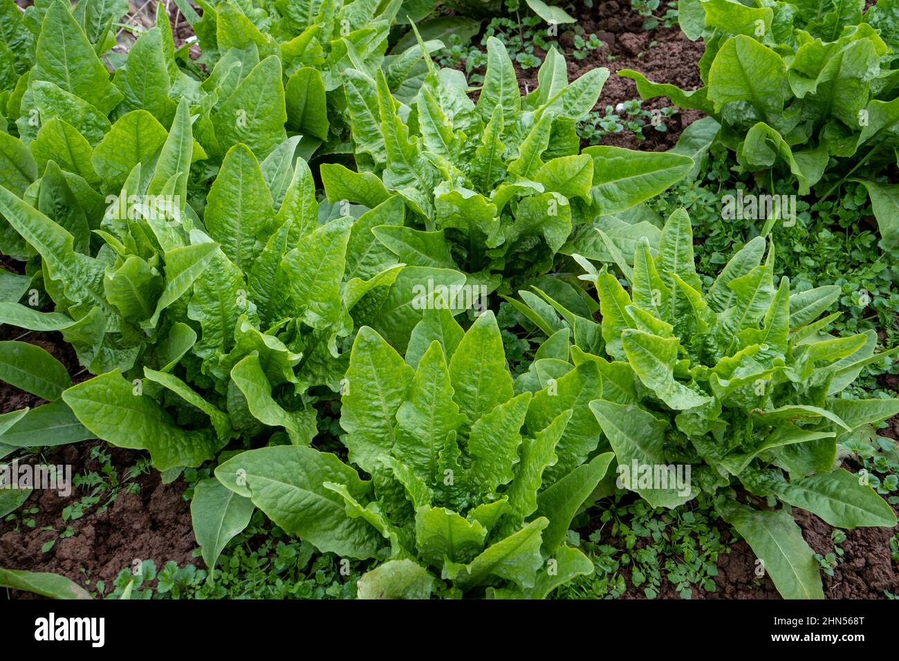 Green vegetables grown in Chinese rural vegetable fields Stock Photo ...