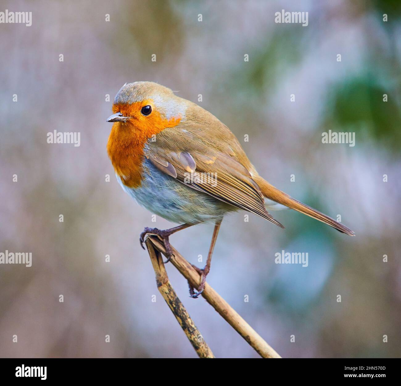 Alone bird robin hi-res stock photography and images - Alamy