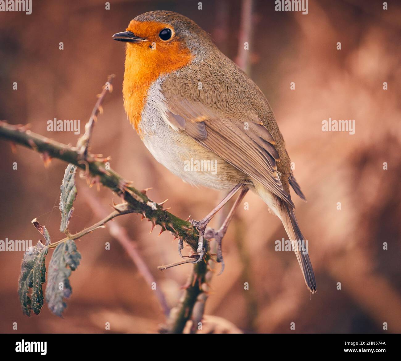 A single common Robin bird Stock Photo - Alamy
