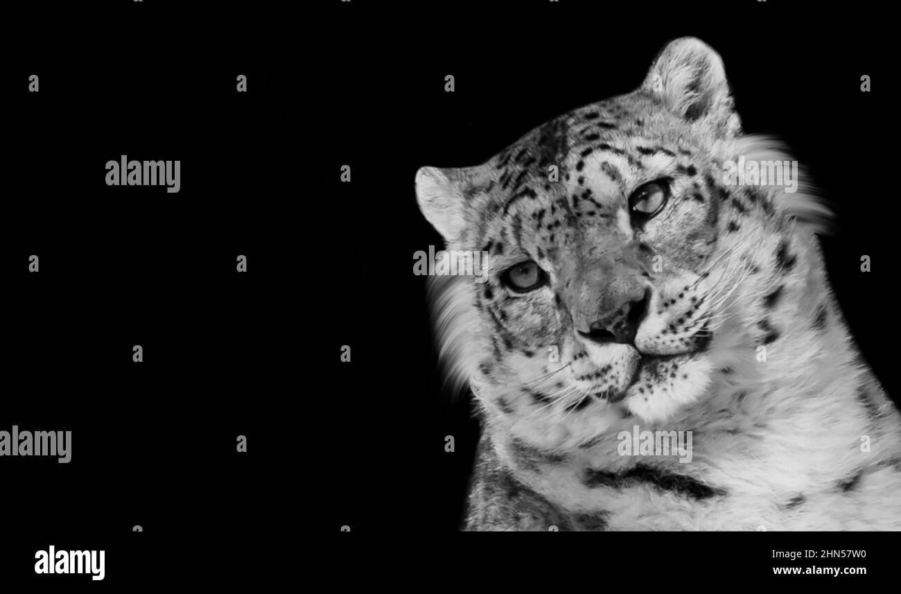 Snow leopard wild adorable hi-res stock photography and images - Alamy