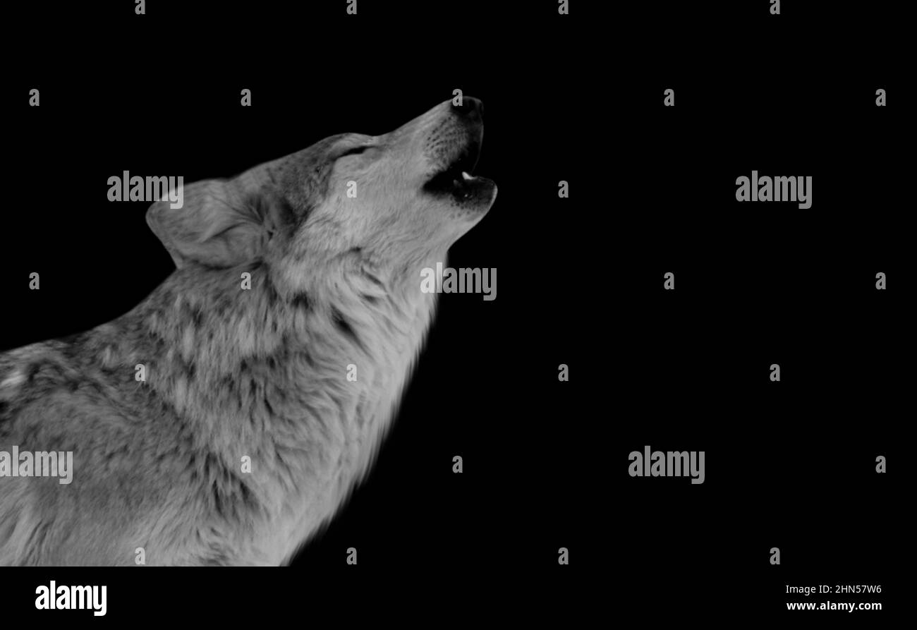 Arctic wolf howling Black and White Stock Photos & Images - Alamy