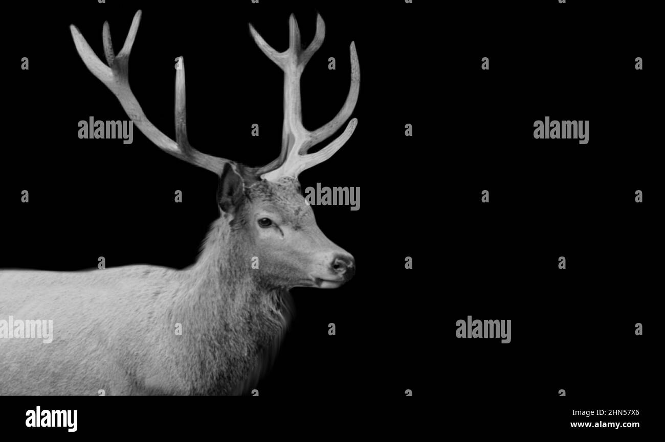 Whitetail deer snow Black and White Stock Photos & Images - Alamy