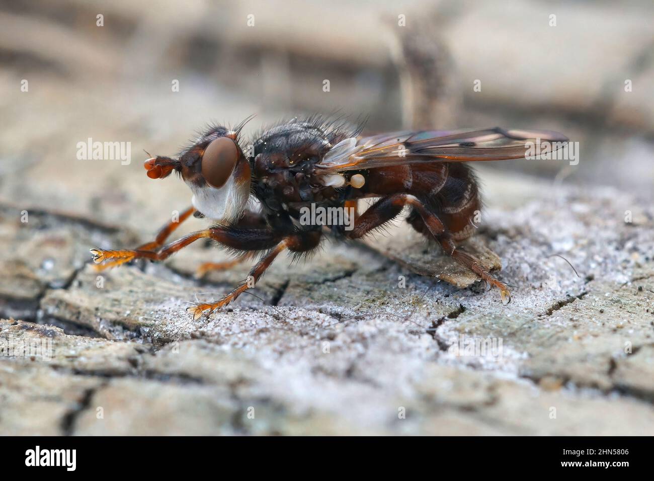 Macro arthropod parasite hi-res stock photography and images - Alamy