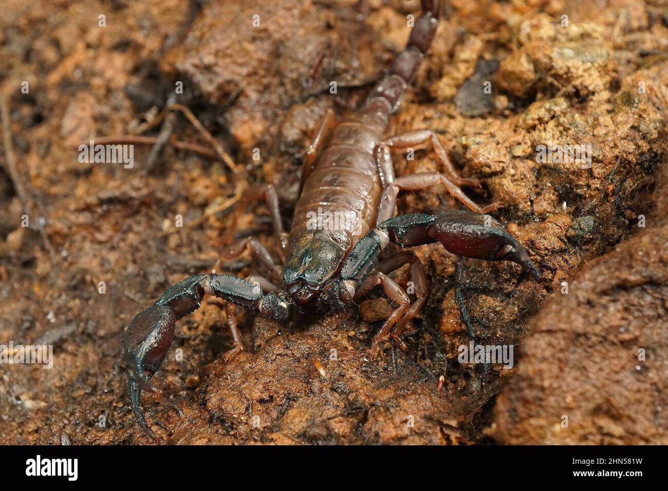 Frontal closeup on the Pacific forest scorpion, Uroctonus mordax ...