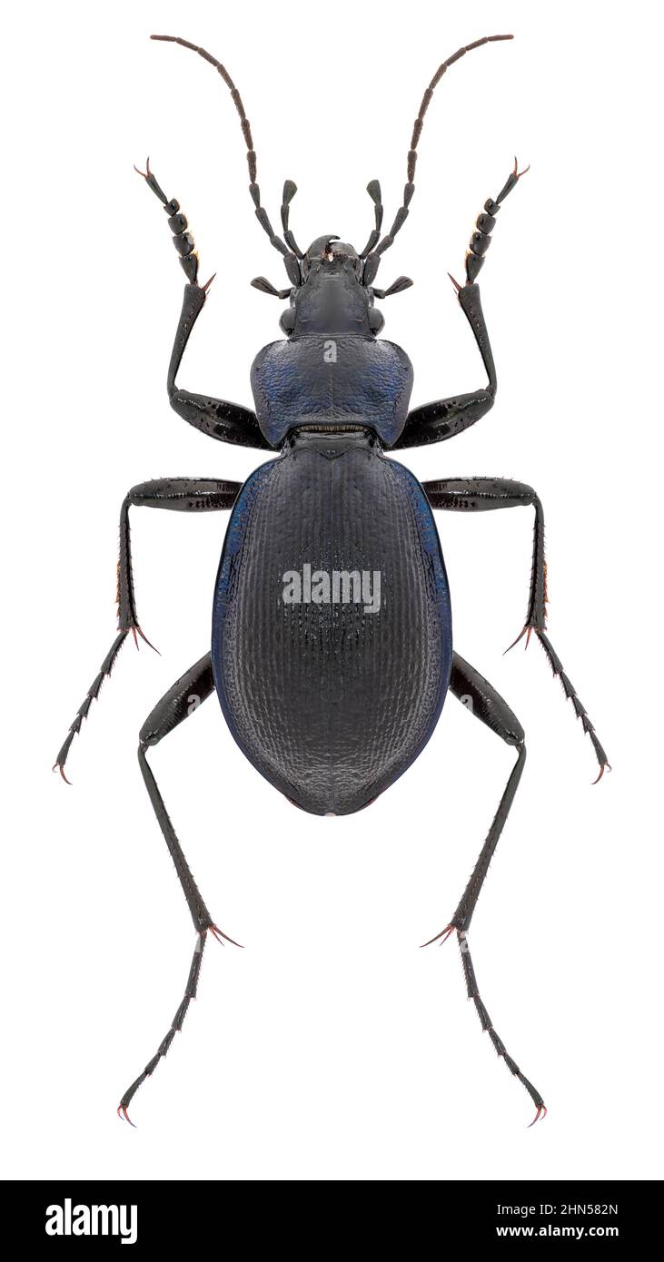 Carabus problematicus beetle specimen Stock Photo - Alamy